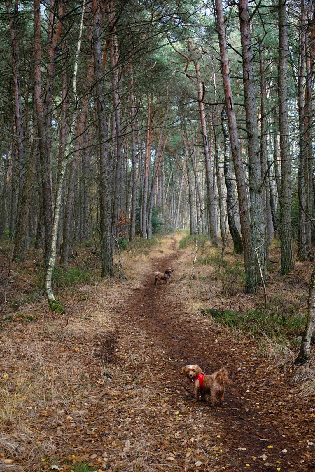 Ella&Toni enjoying a walk | Scrolller