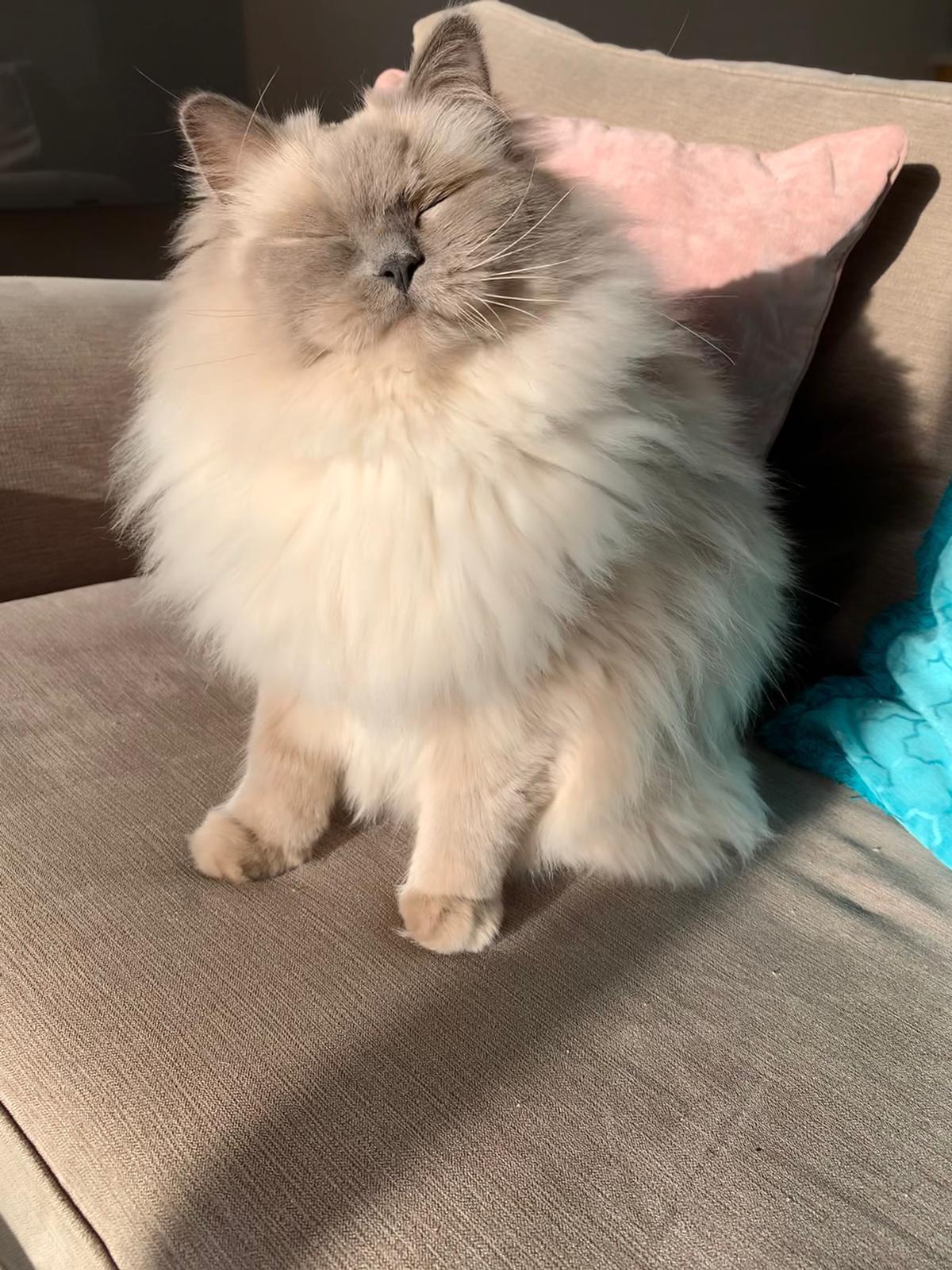 Elmo smiling in a sunbeam | Scrolller