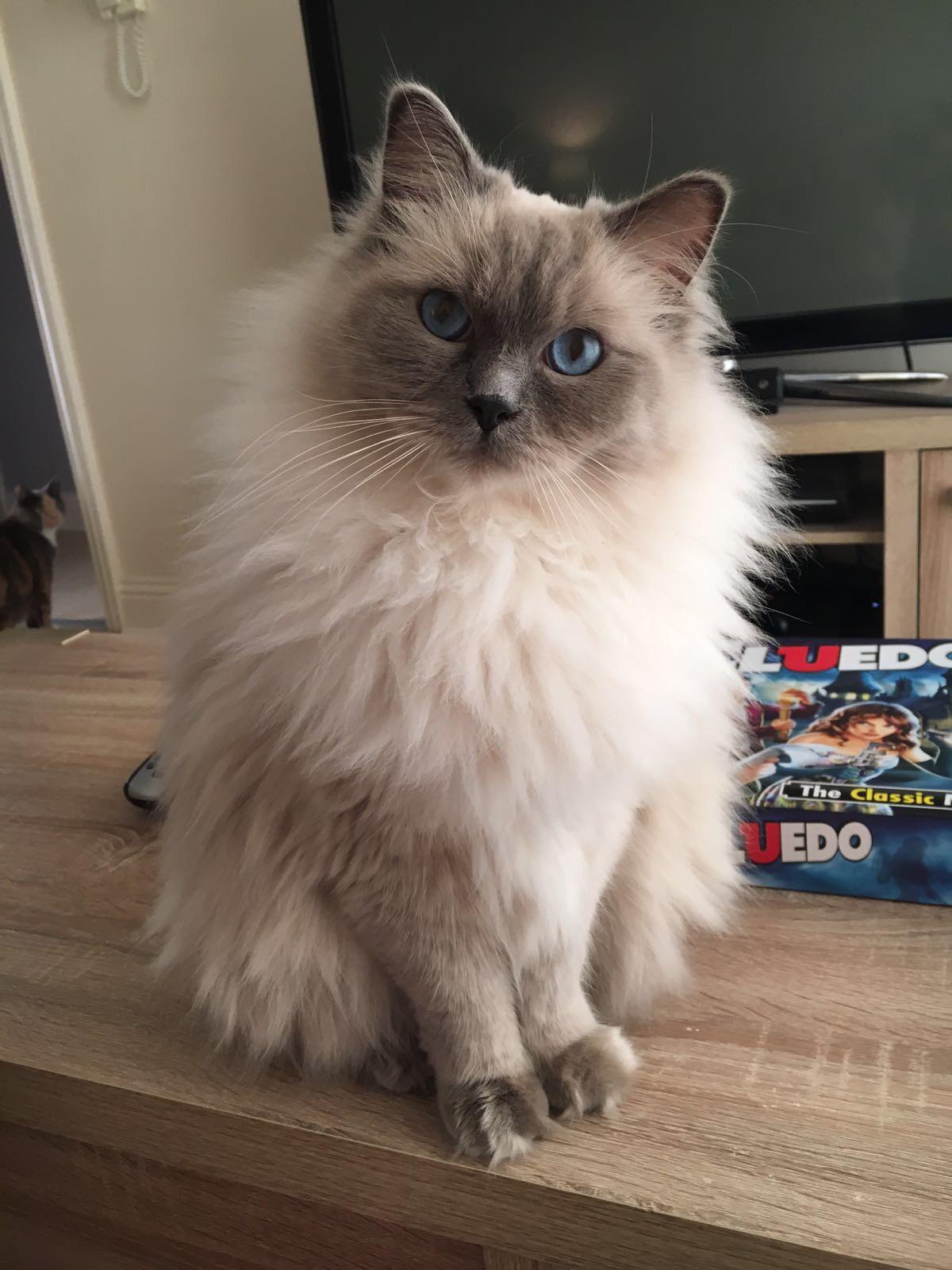 Elmo the Blue point Ragdoll | Scrolller