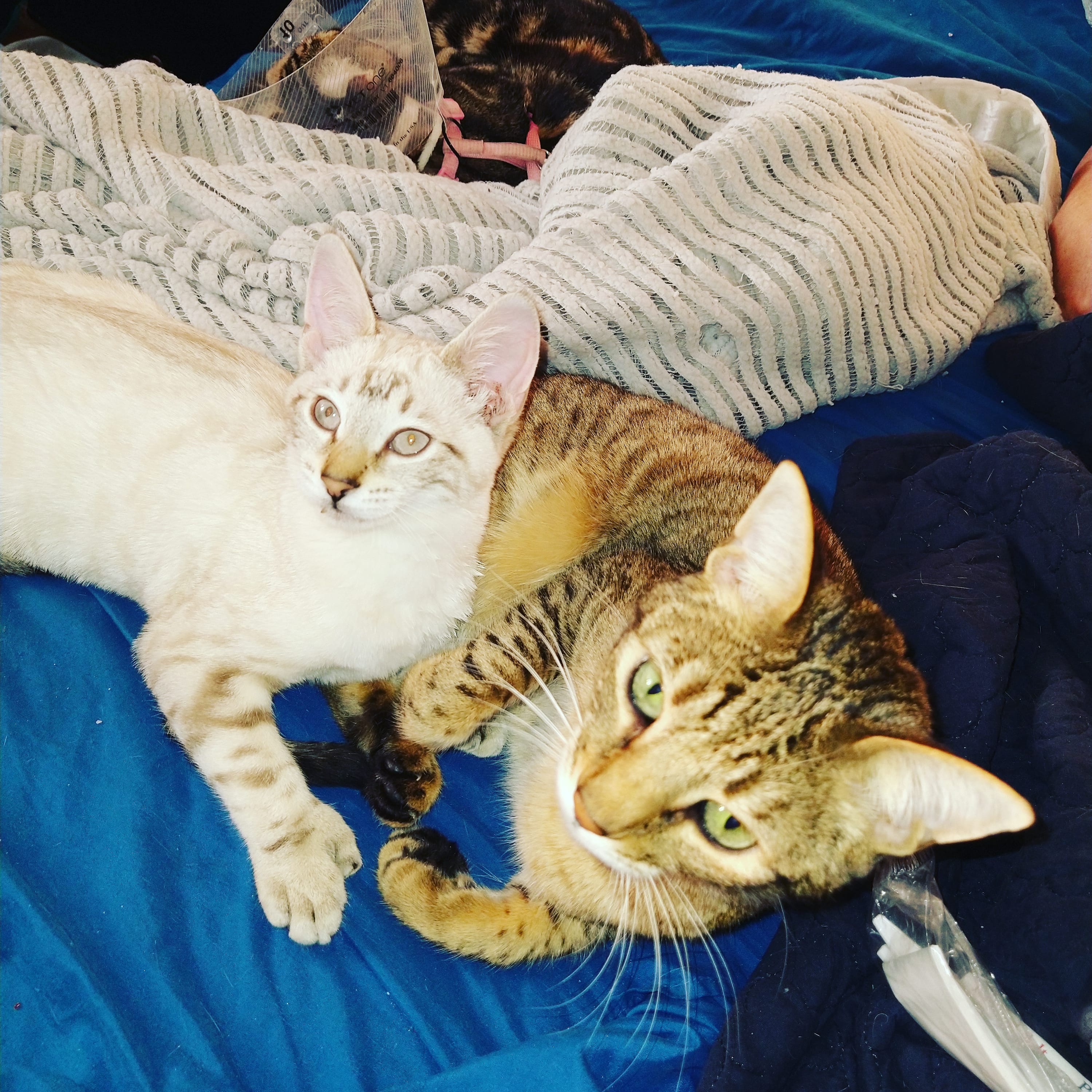Elsa And Tinkerbell Scrolller