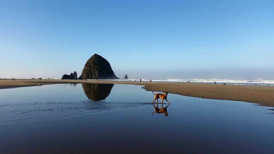 Elwood taking a stroll in Cannon Beach. | Scrolller