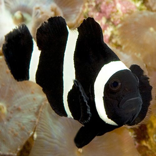 Emo Nemo | Scrolller