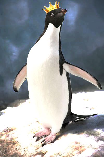 Emperor of Penguins | Scrolller