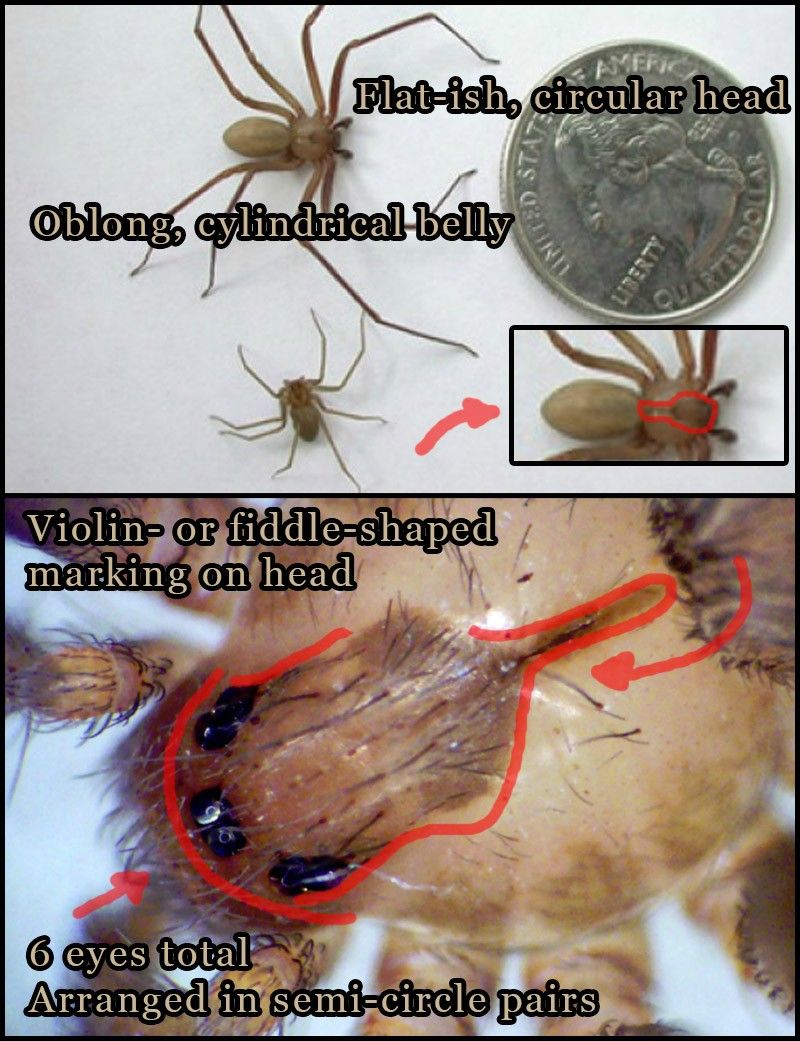 EMSK: Identify brown recluse spiders by the violin shape on their head and 3 pairs of eyes ...