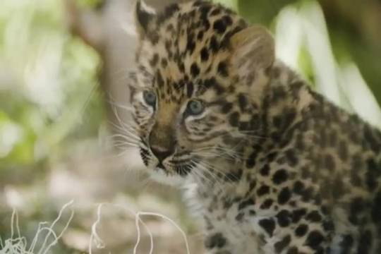 Endangered Amur leopard cub taps | Scrolller