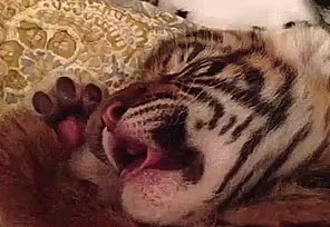 Endangered Sumatran Tiger Cub Takes a Snooze | Scrolller