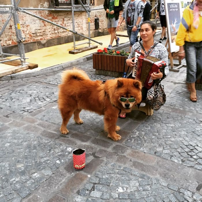 Enjoy chow chow in sunglasses | Scrolller