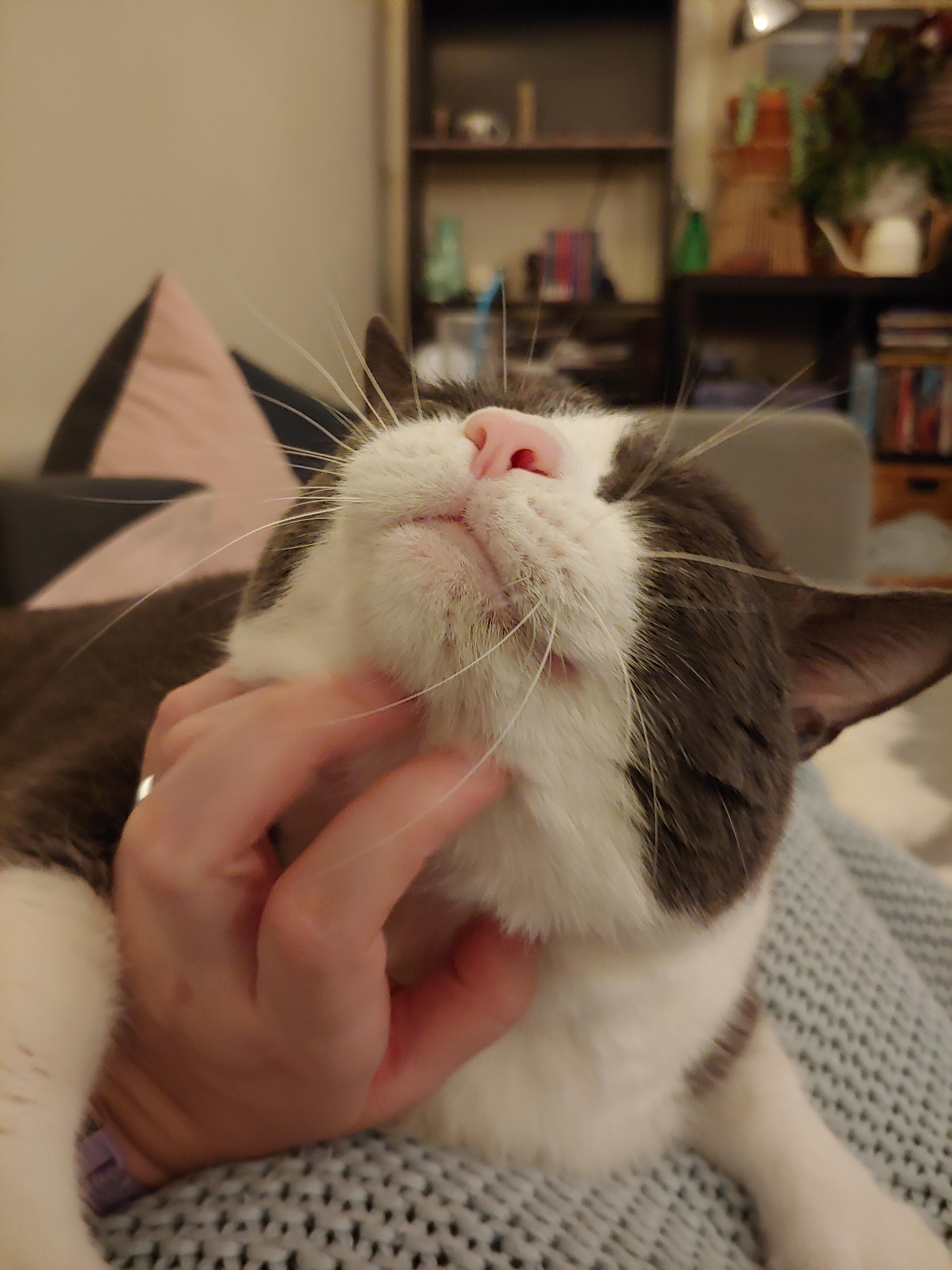 Enjoying a nice chin scratch | Scrolller