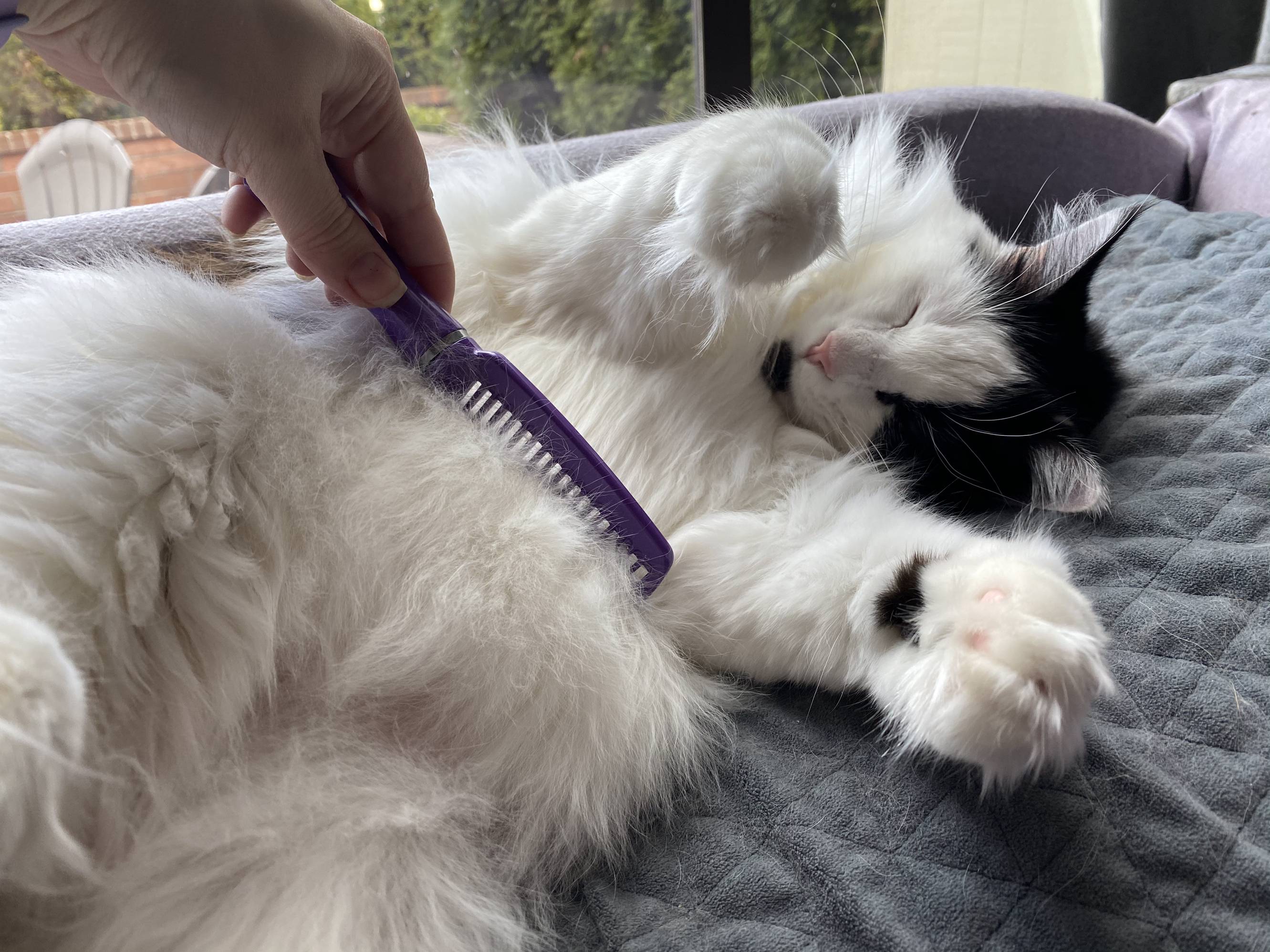 Enjoying some brushy brushy on his fluffy tummy | Scrolller