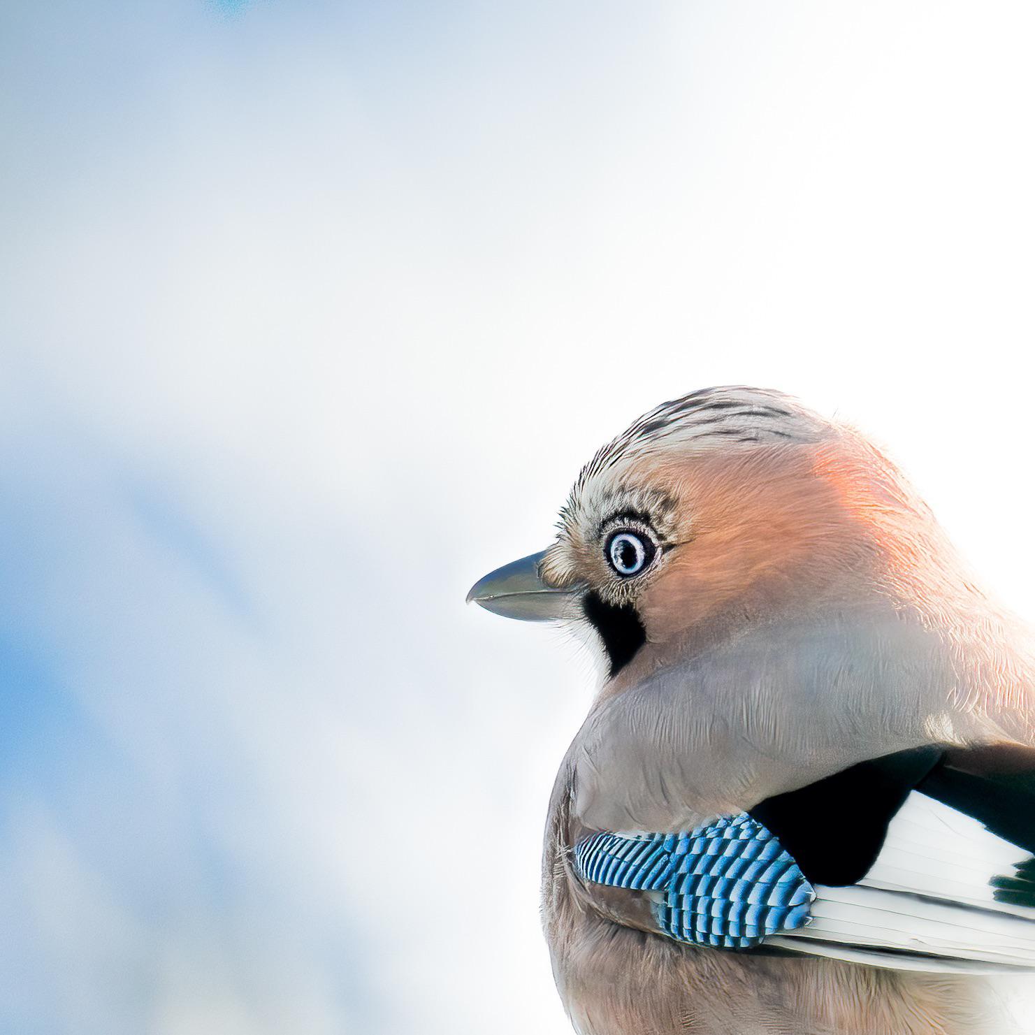 🔥 Eurasian Jay | Scrolller