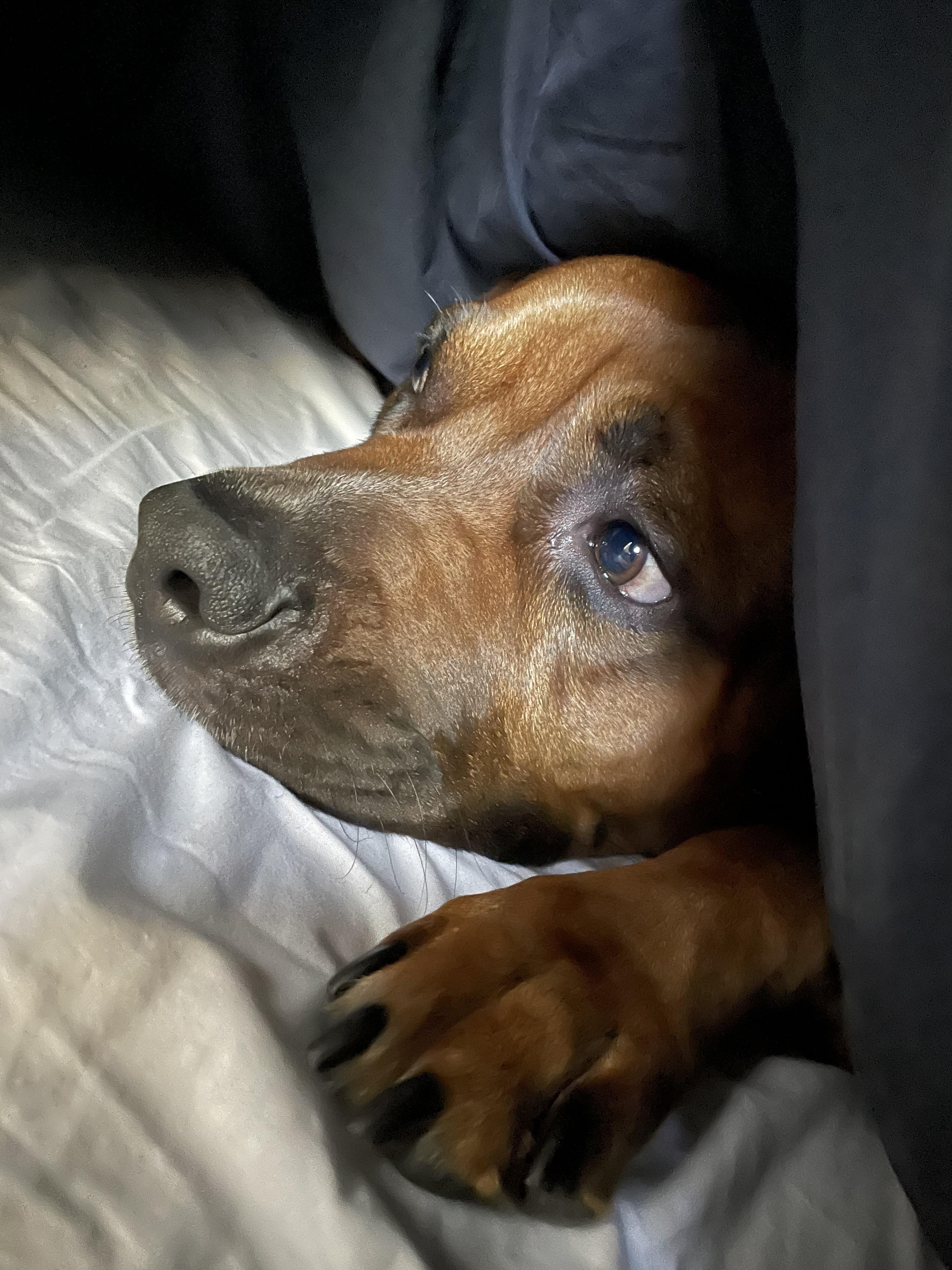 Every morning under the sheets | Scrolller