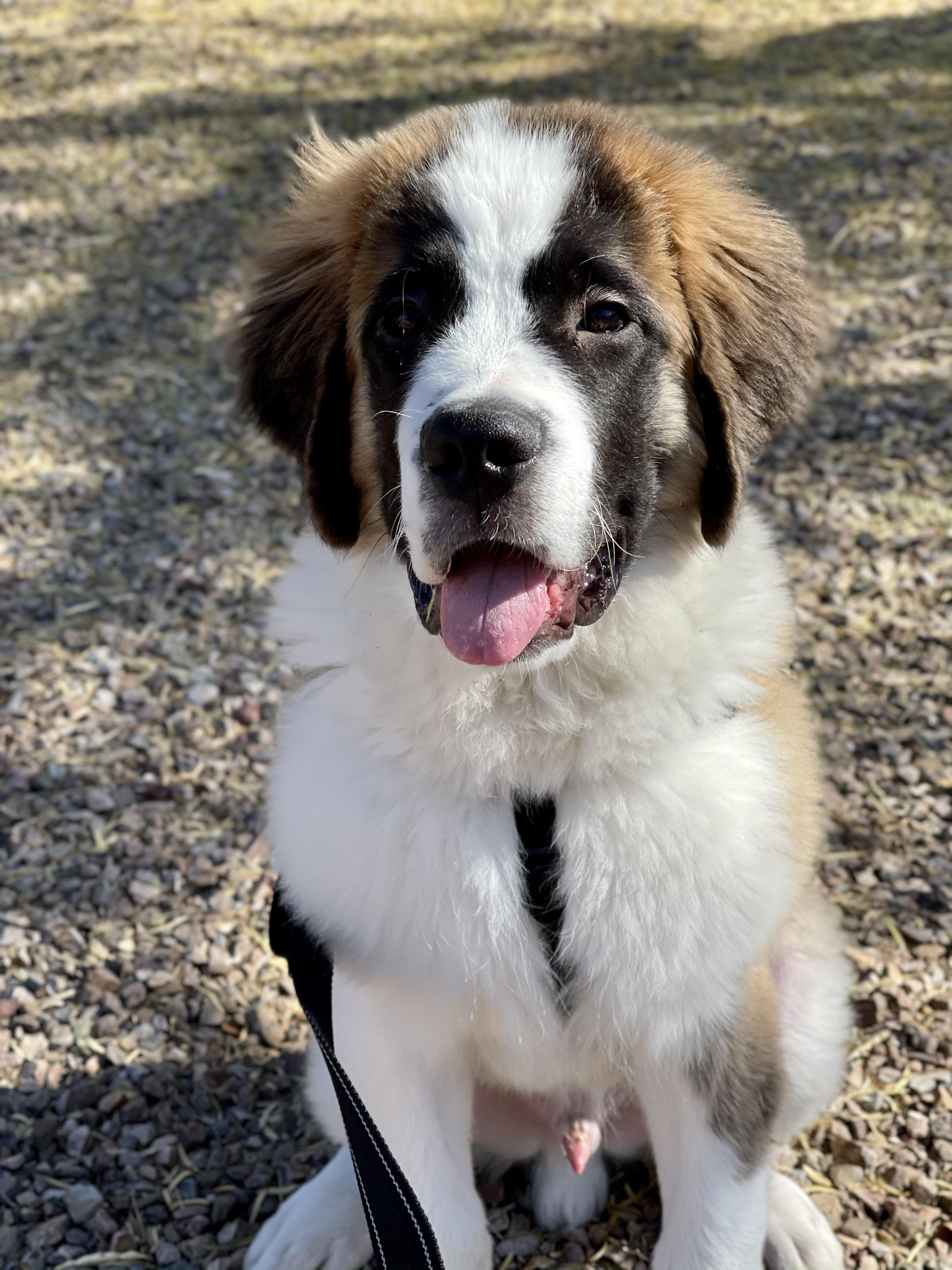 Everyone, meet Louis! | Scrolller