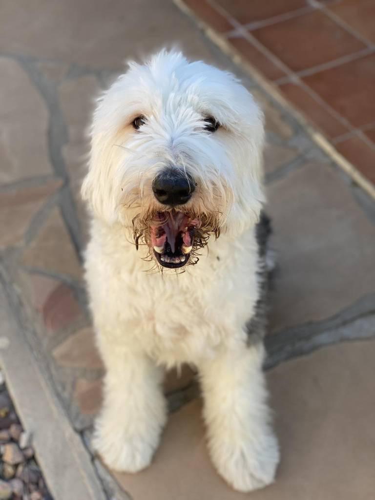 Everyone, meet Oliver! | Scrolller