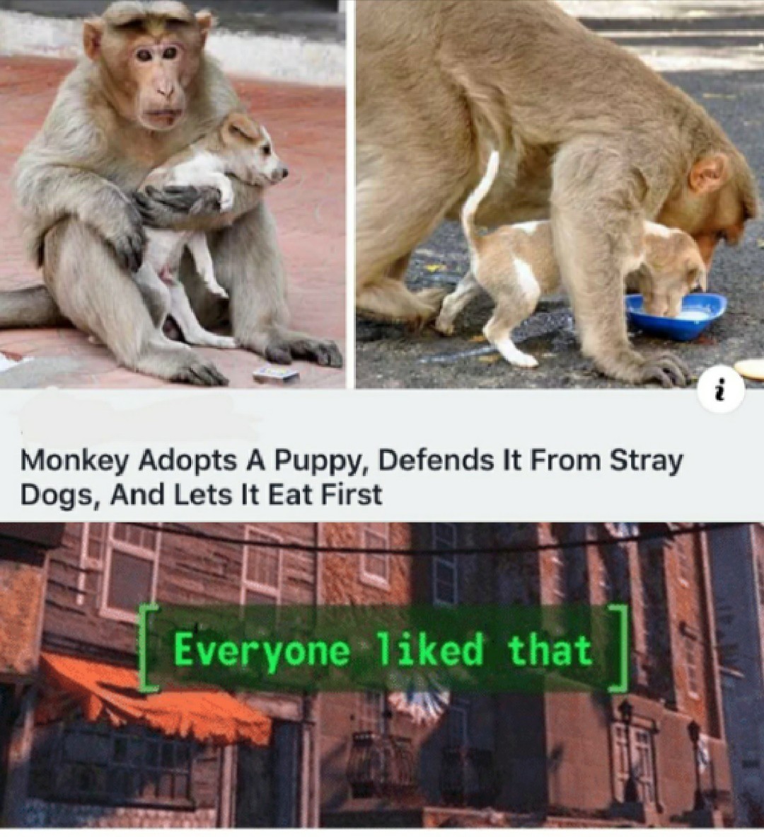 eveyone, every monkey, every dog liked that | Scrolller