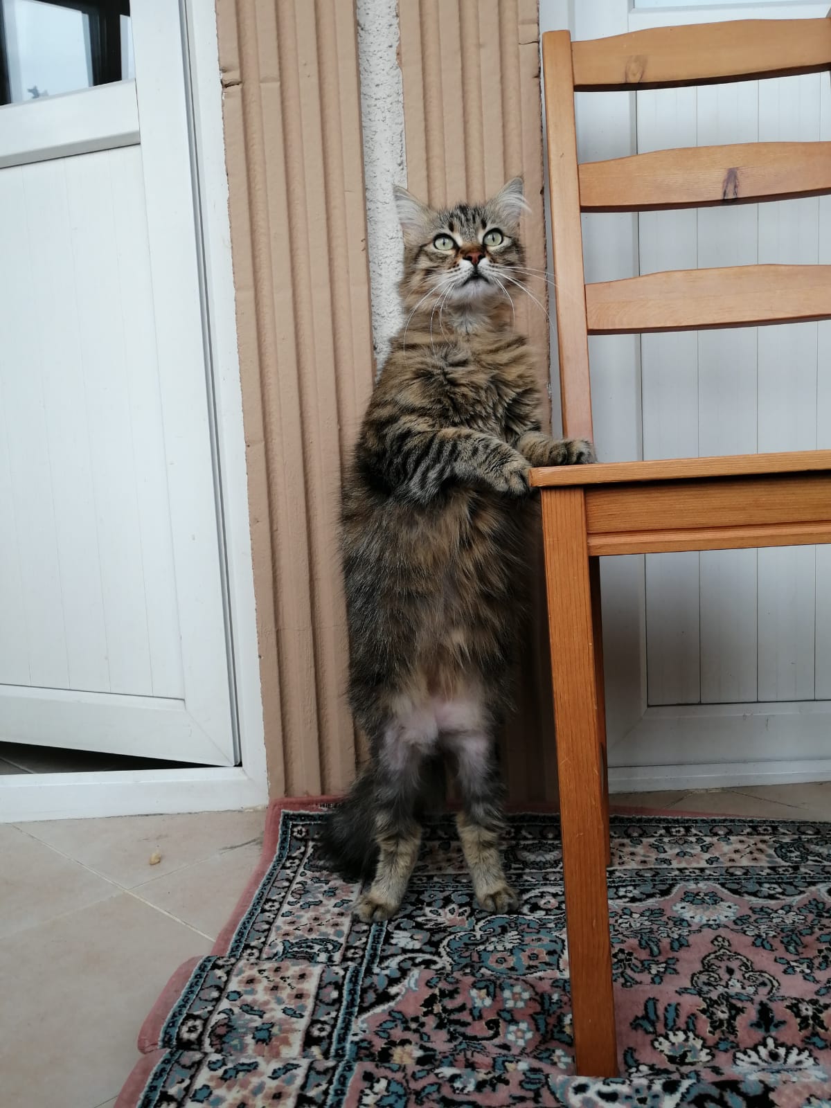 Evolution | Scrolller