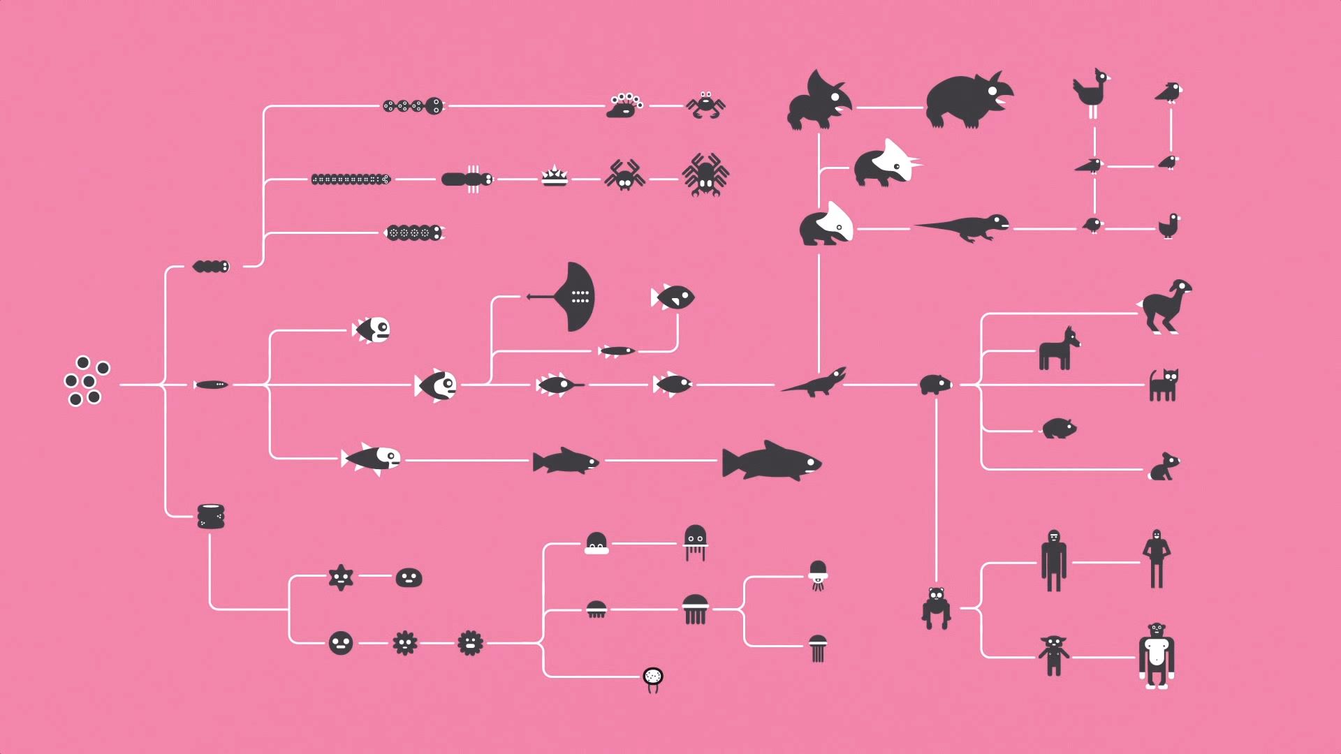 Evolution [1920x1080] | Scrolller