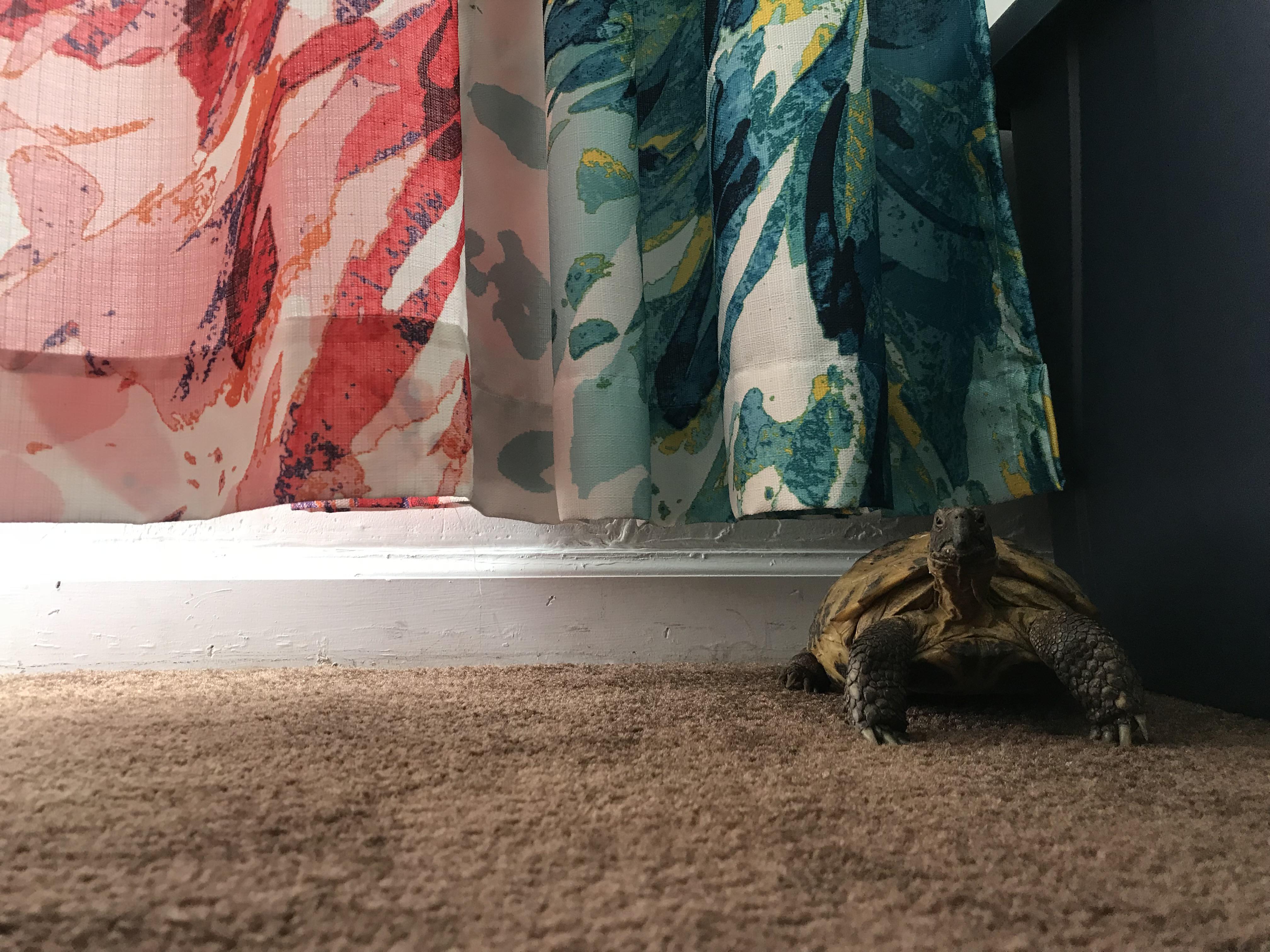 Exploring the ‘new’ studio apartment | Scrolller