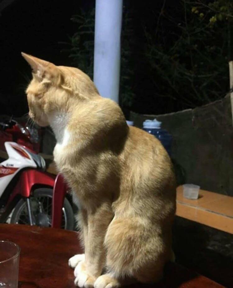 Cursed_muscles | Scrolller