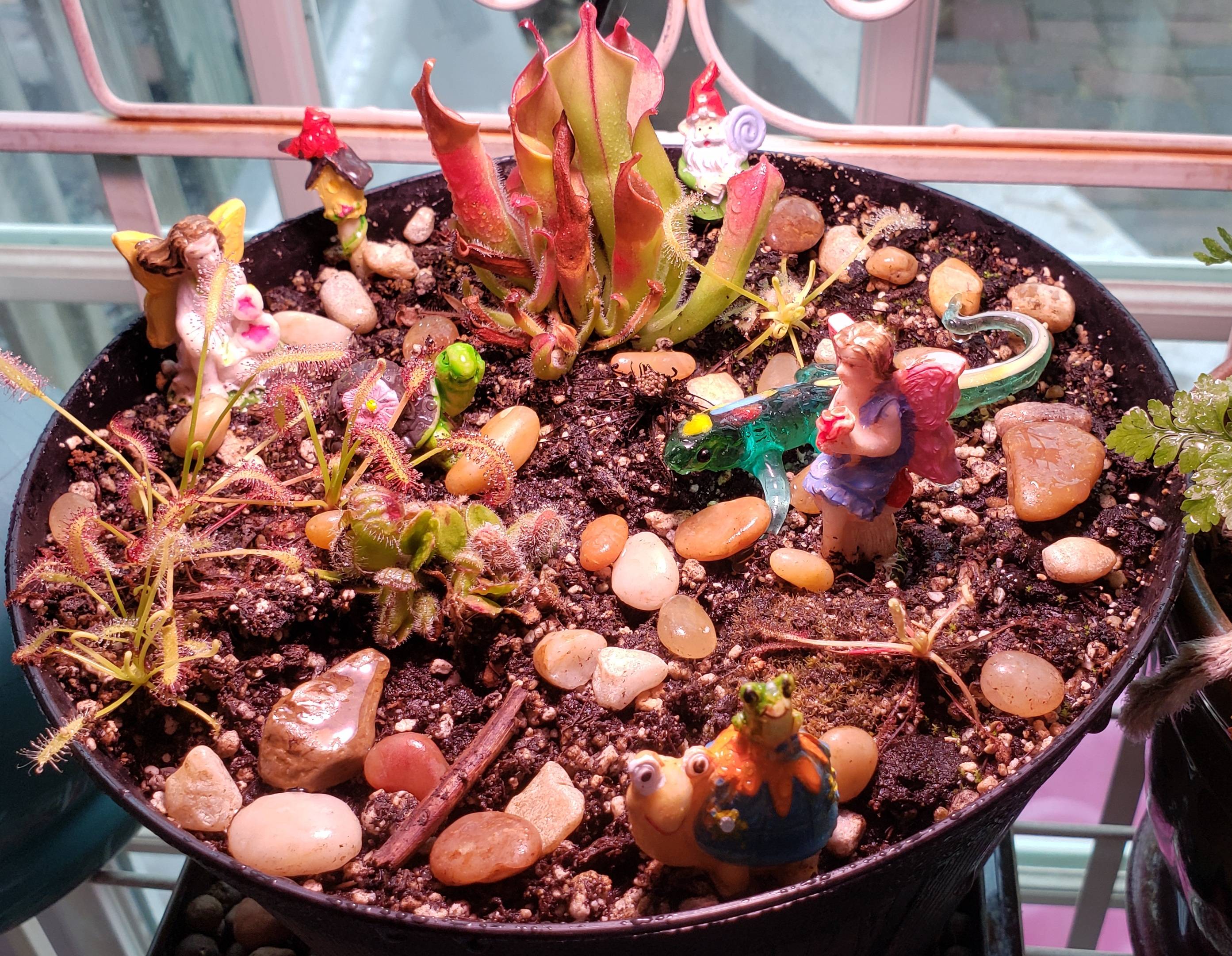 Fairy garden featuring carnivorous plants | Scrolller
