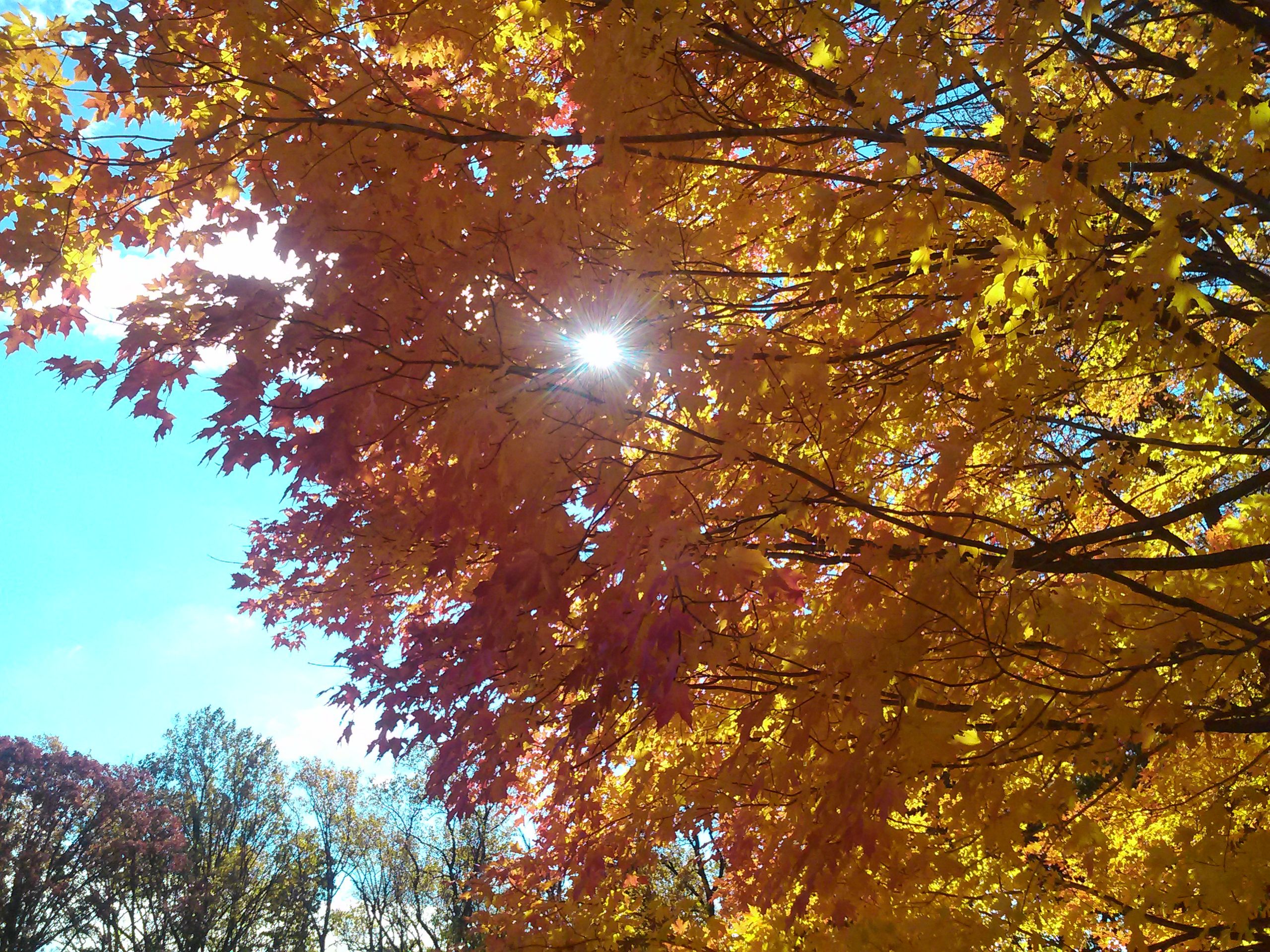 Fall in Delco | Scrolller