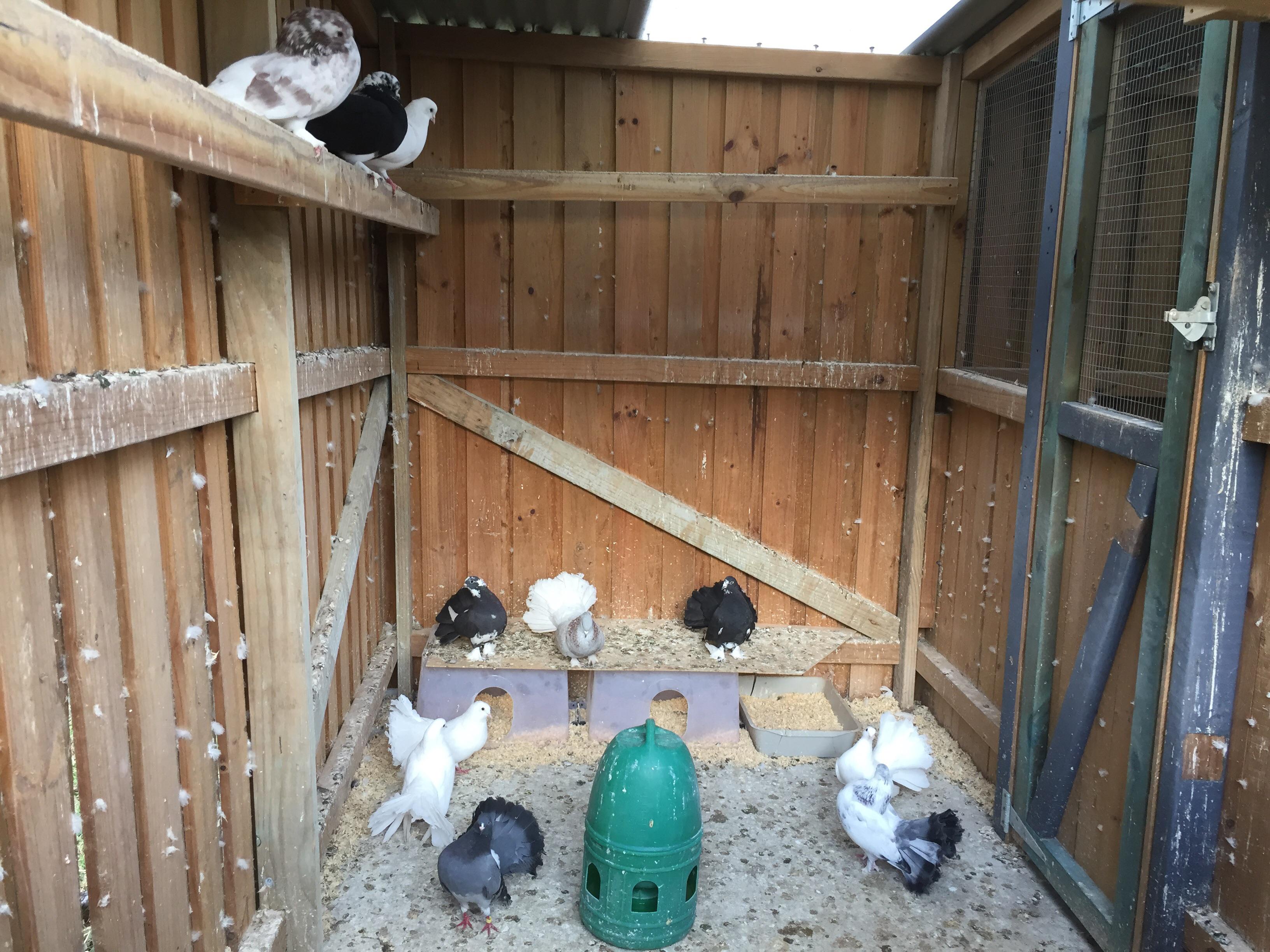 Fantail Empire | Scrolller