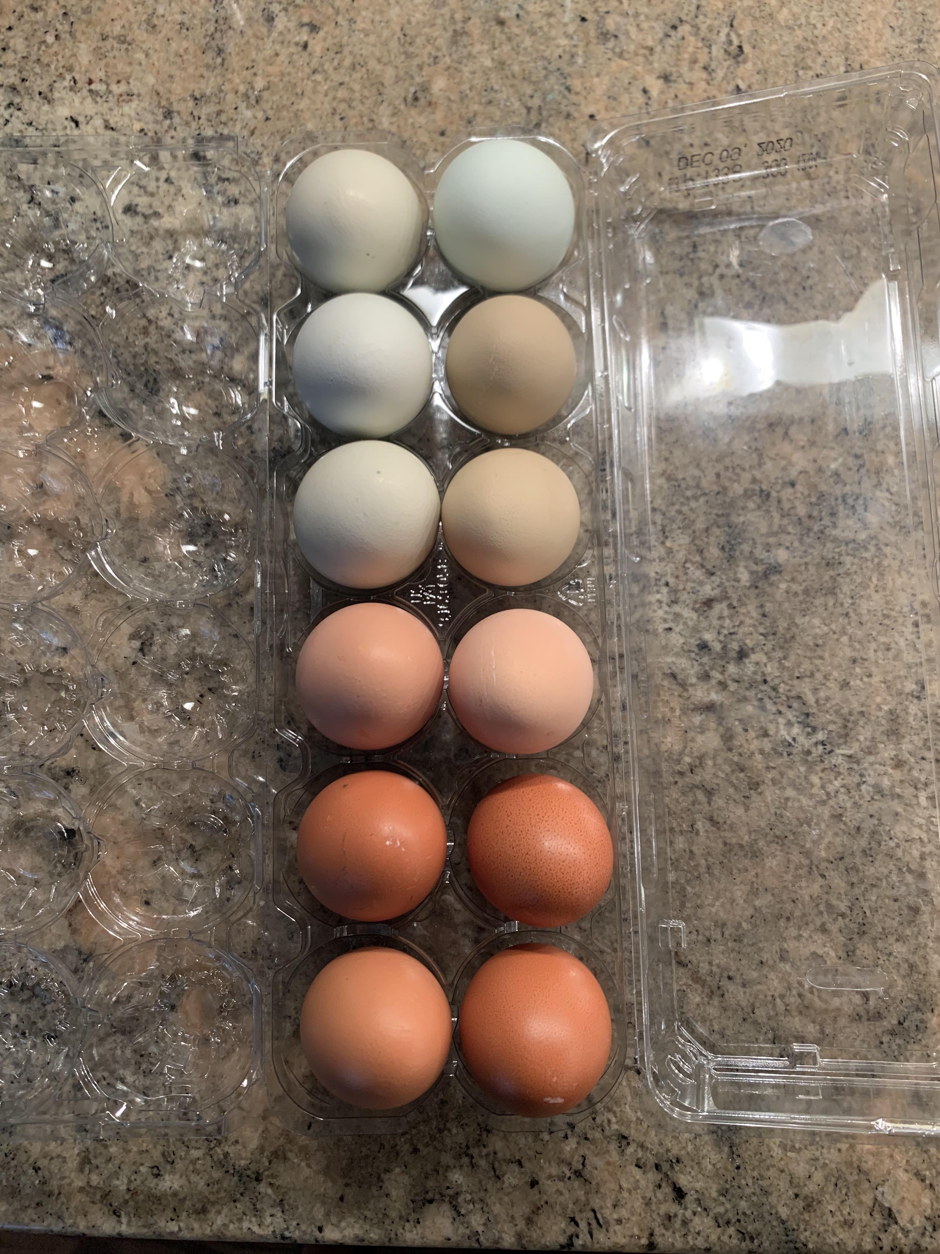 Farm fresh eggs. | Scrolller