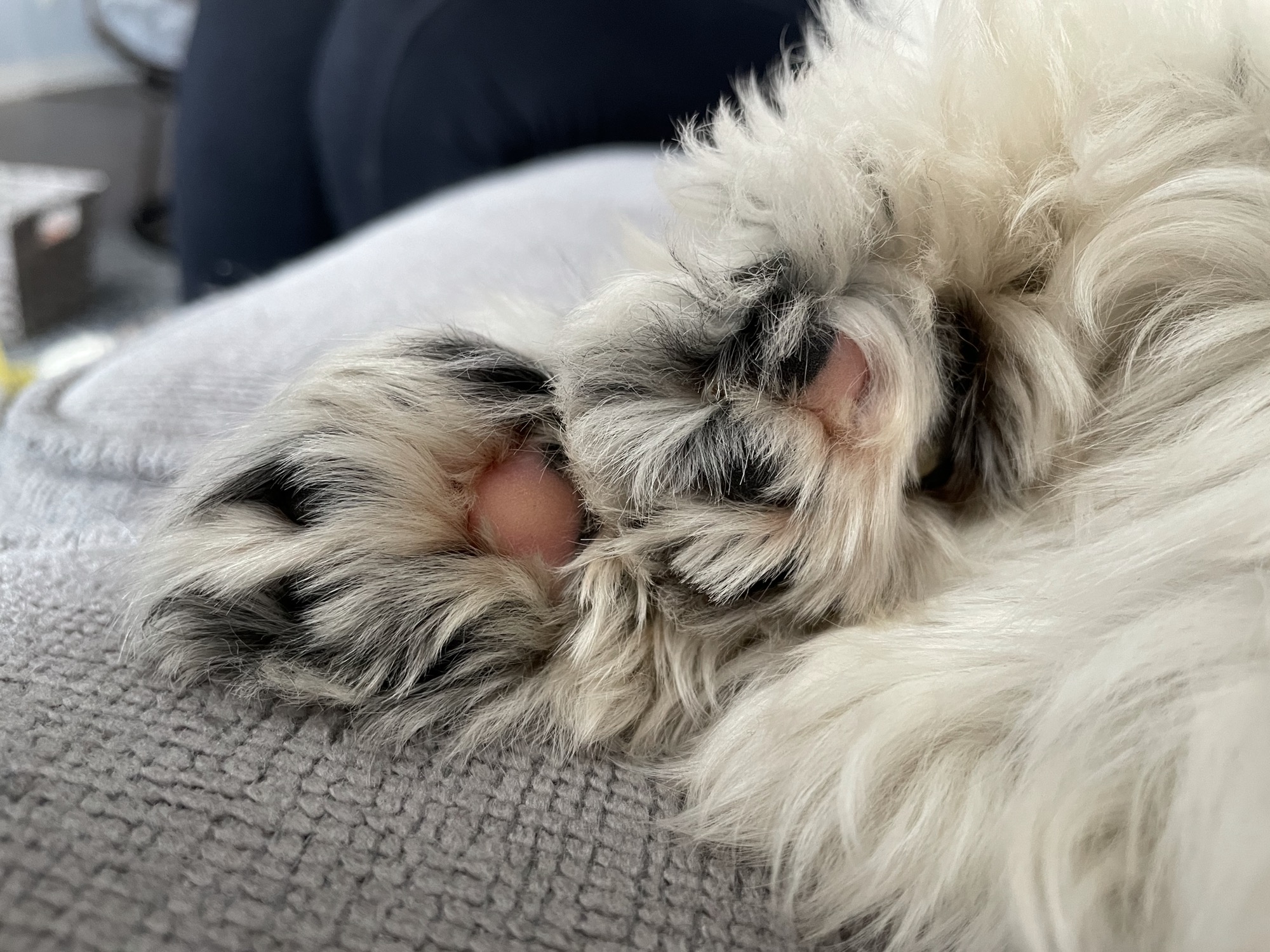 Fat little Coton paws. | Scrolller