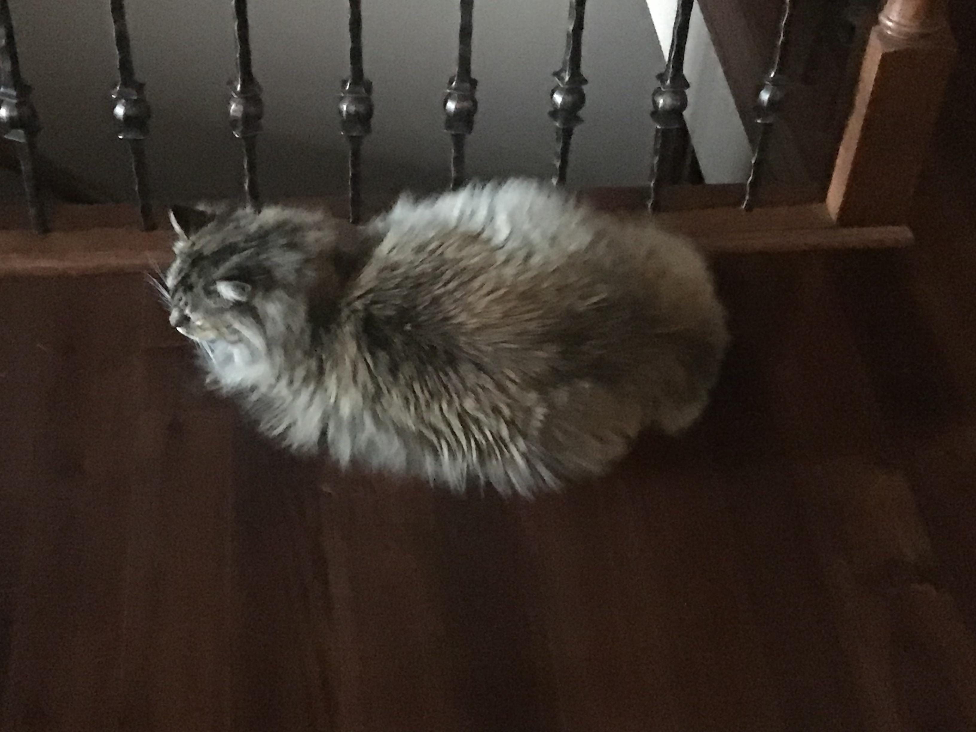 Fat loaf cat | Scrolller