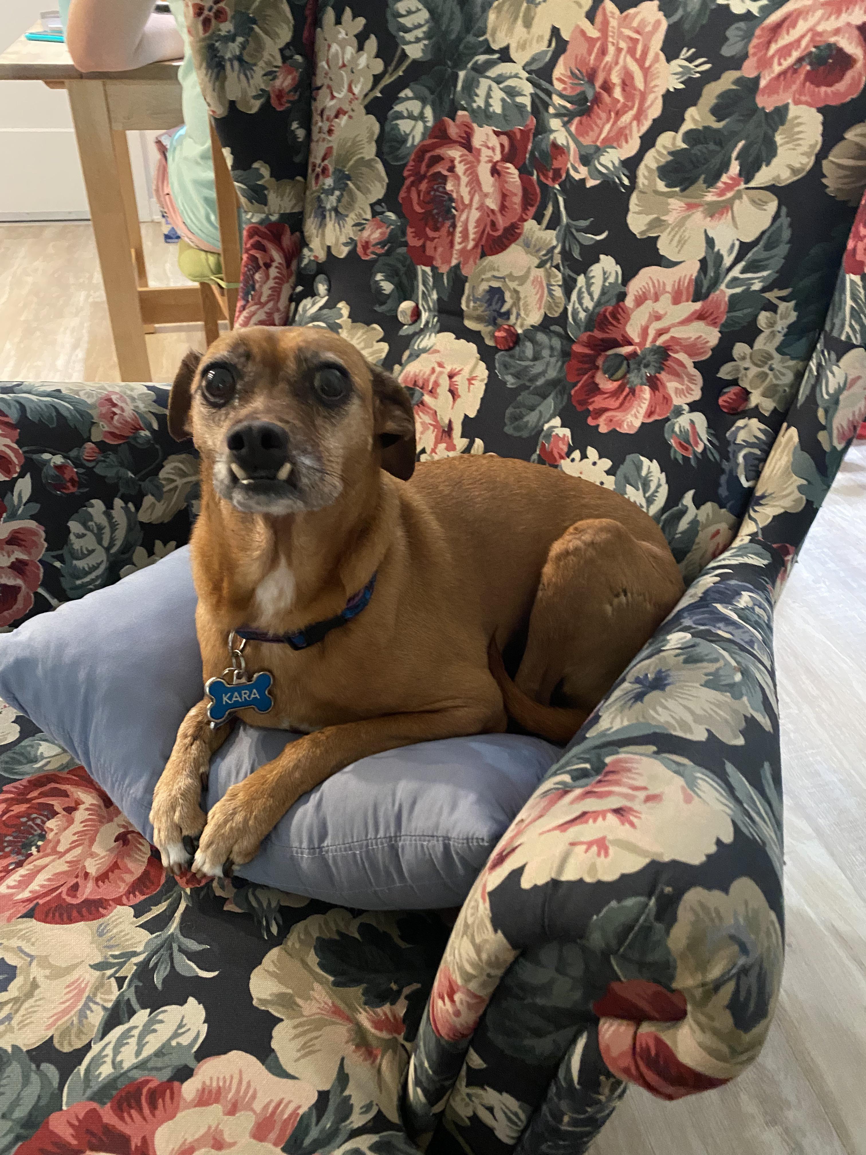 Favorite pose on her favorite pillow on her favorite chair | Scrolller