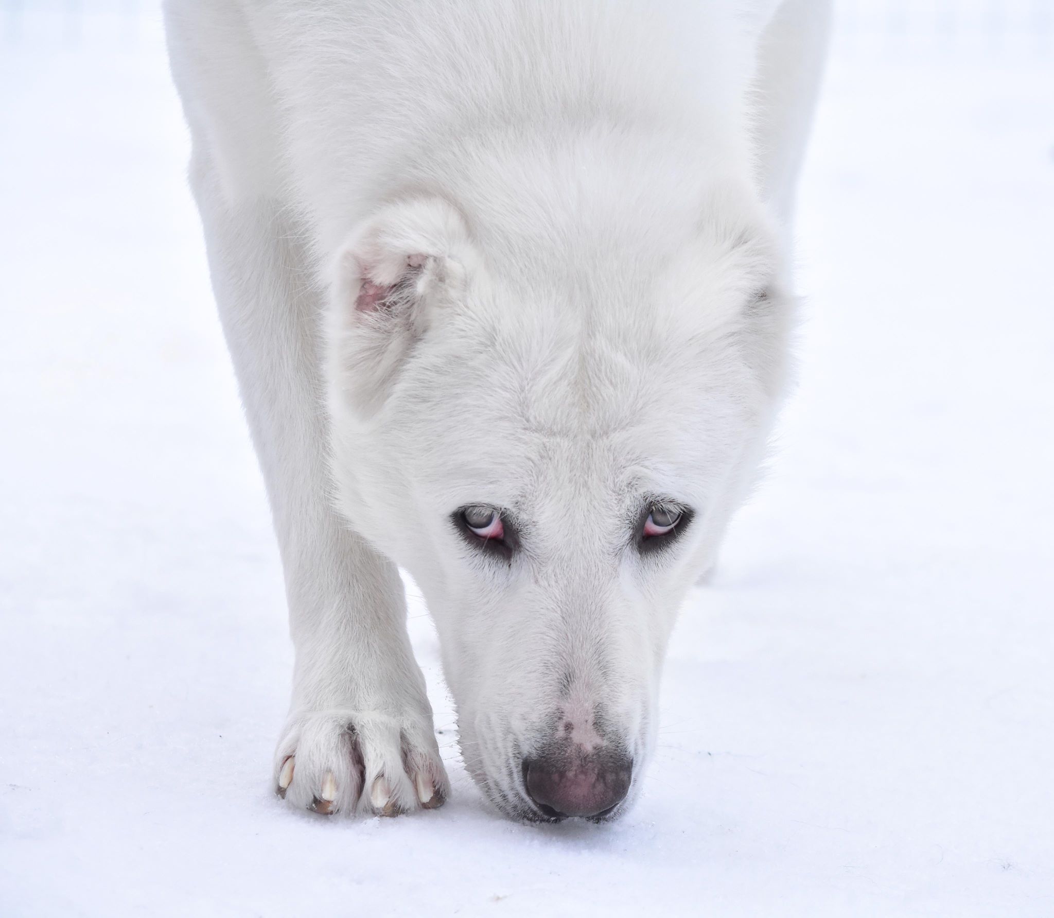 FB @Gertrude the Undercover Polar Bear/ IG @GertrudeThePolarBear ...