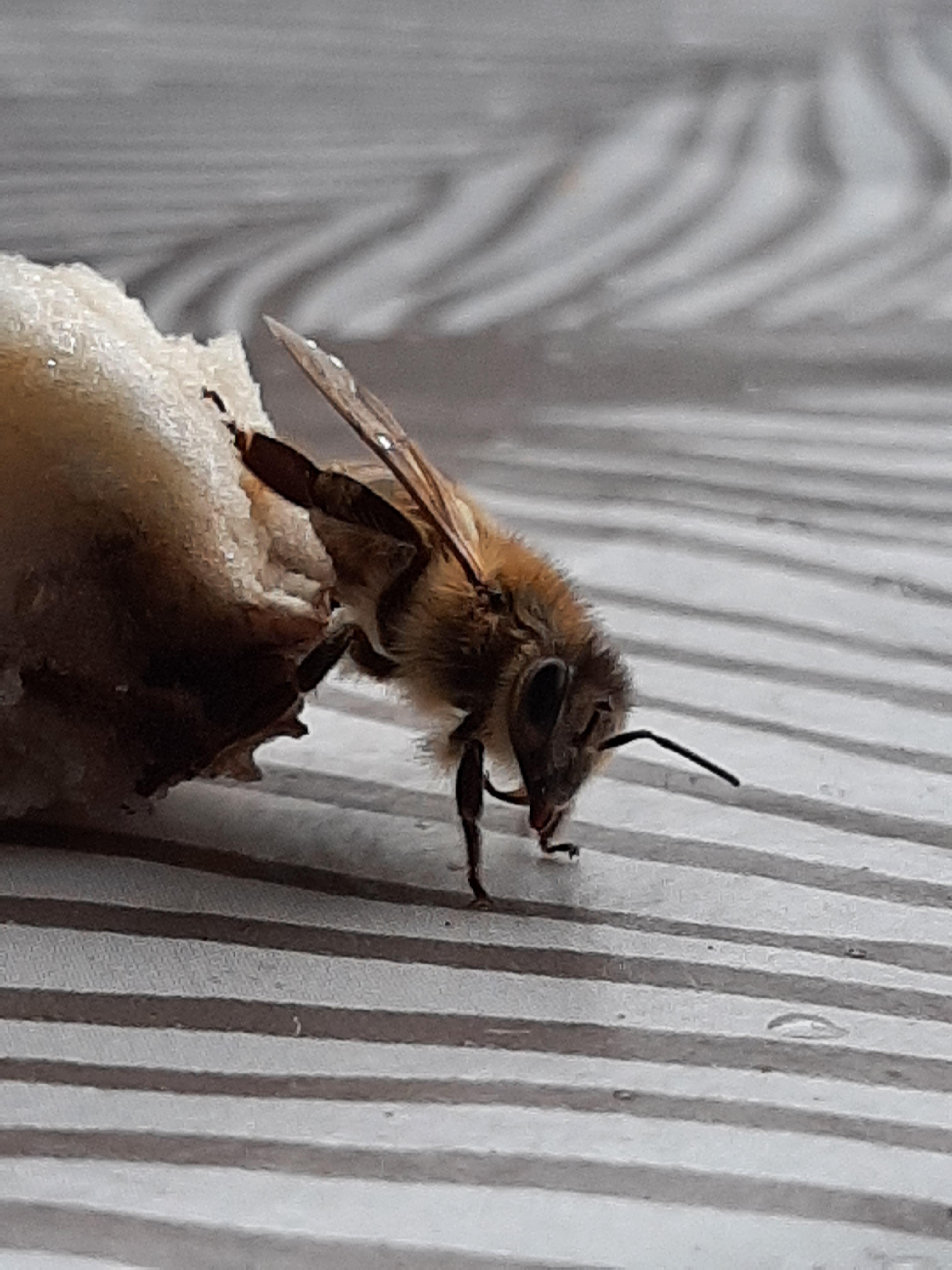 🔥 fed a bee with a banana | Scrolller