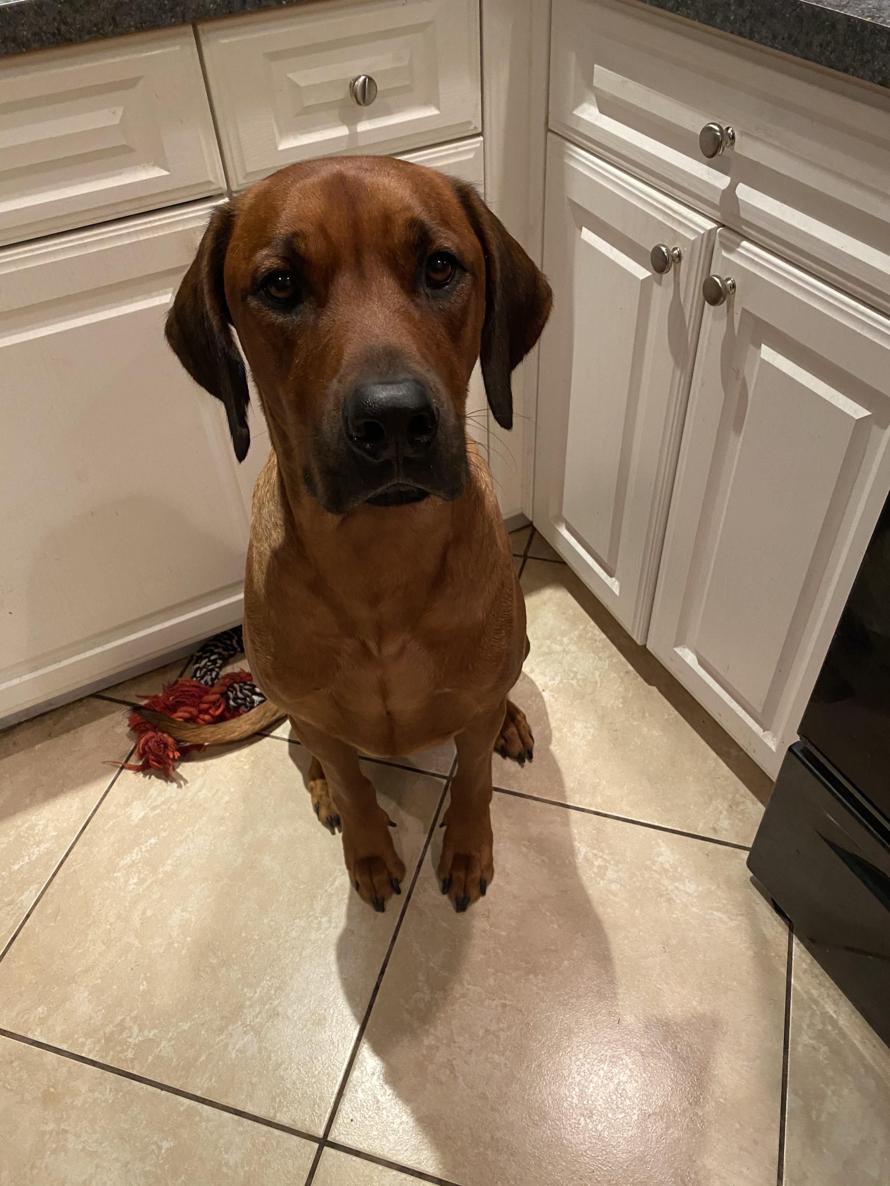 Feed the hound. He’s sad. | Scrolller