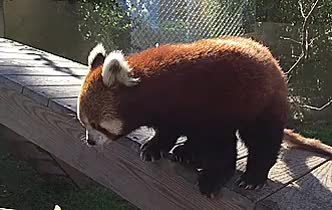Feeding a Red Panda at the Chattanooga Zoo | Scrolller