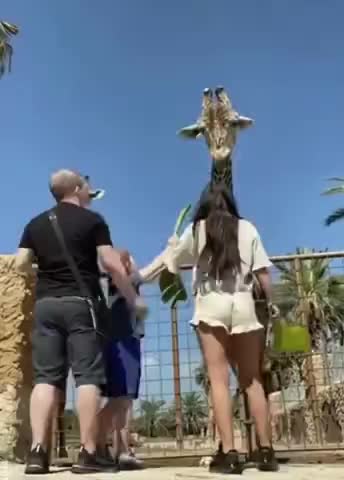 Feeding the giraffe. | Scrolller