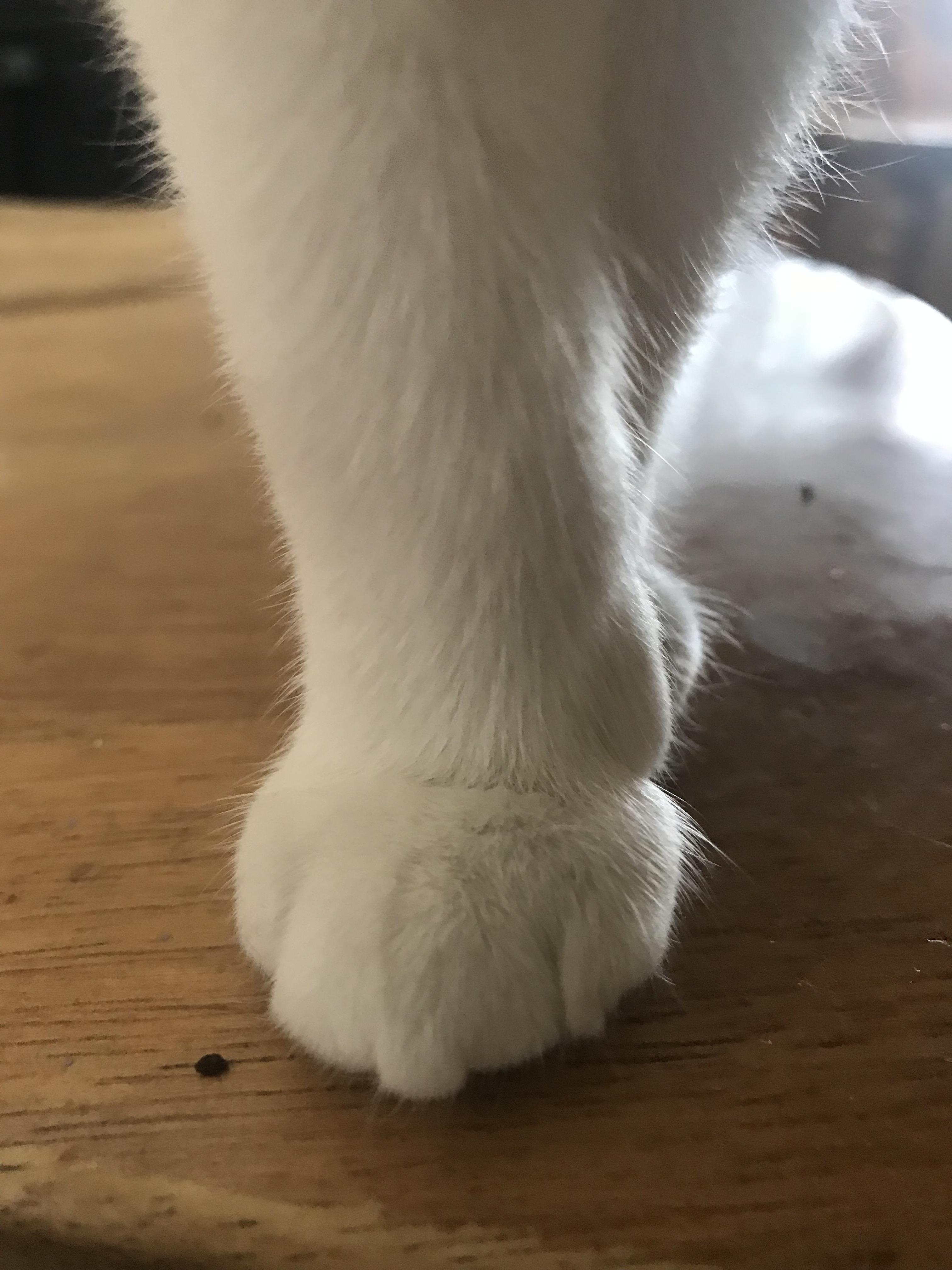Feetsies of a Queen | Scrolller