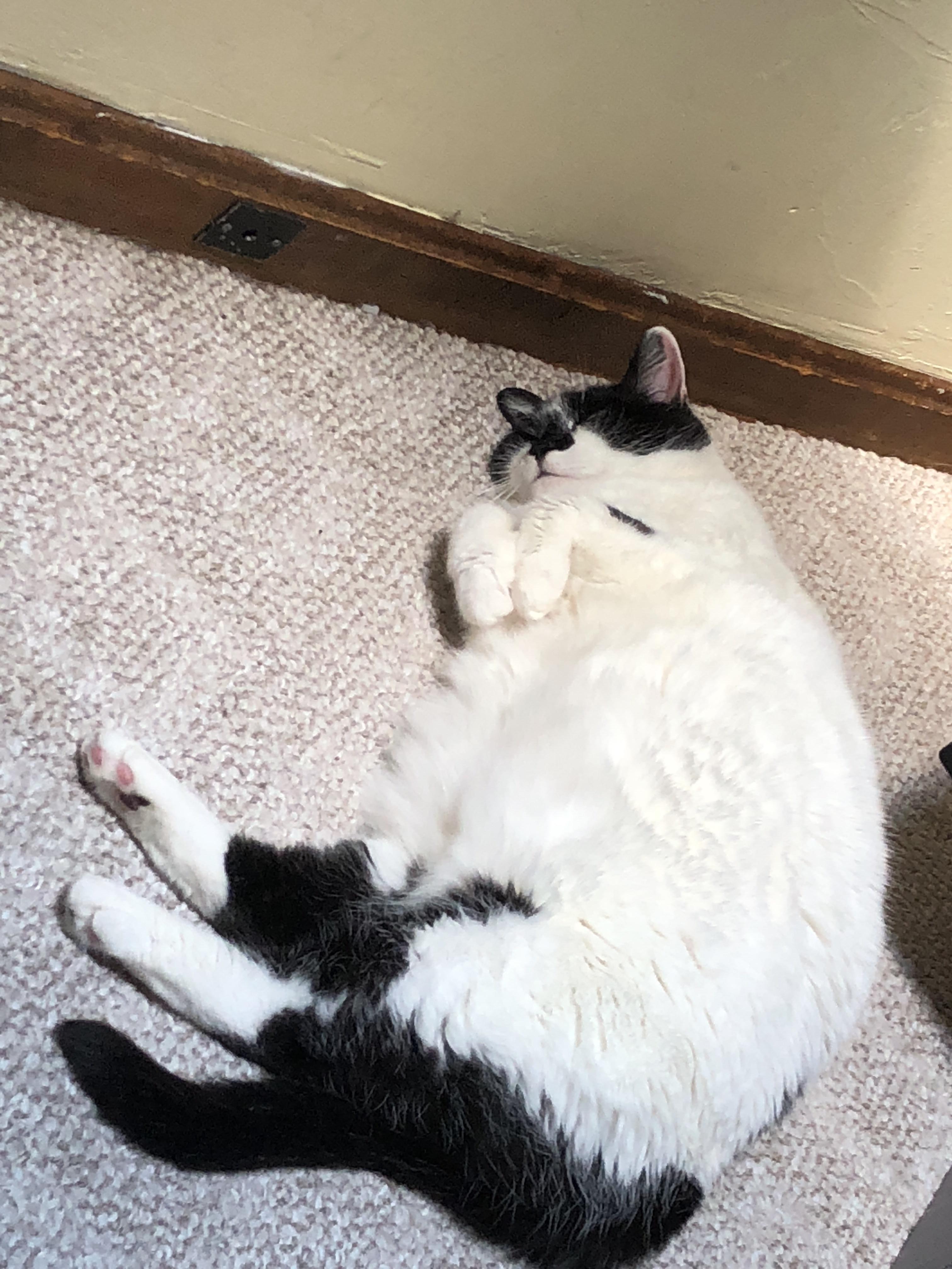 feetsies while taking a cat nap | Scrolller