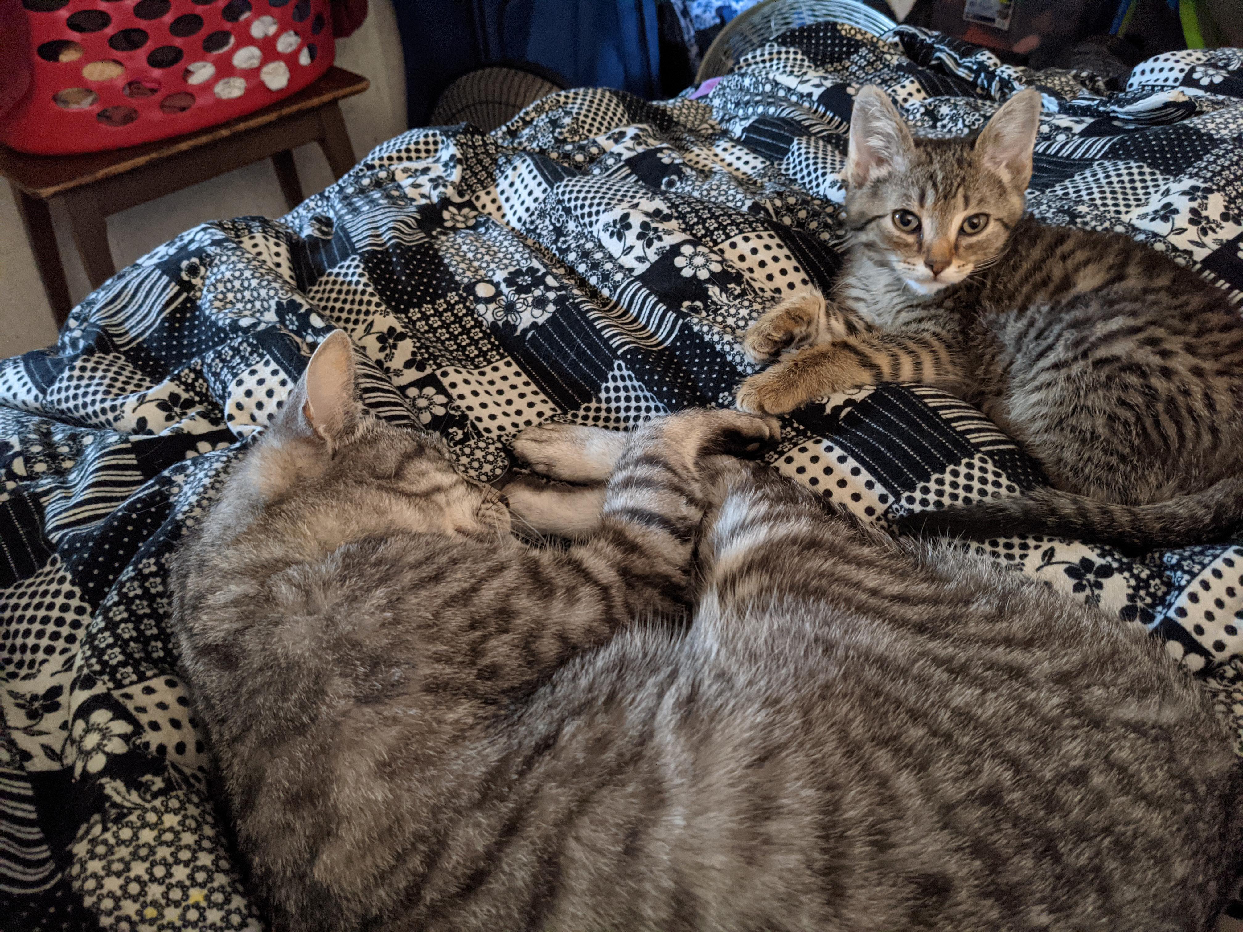 Felix is getting use to the Kittens | Scrolller