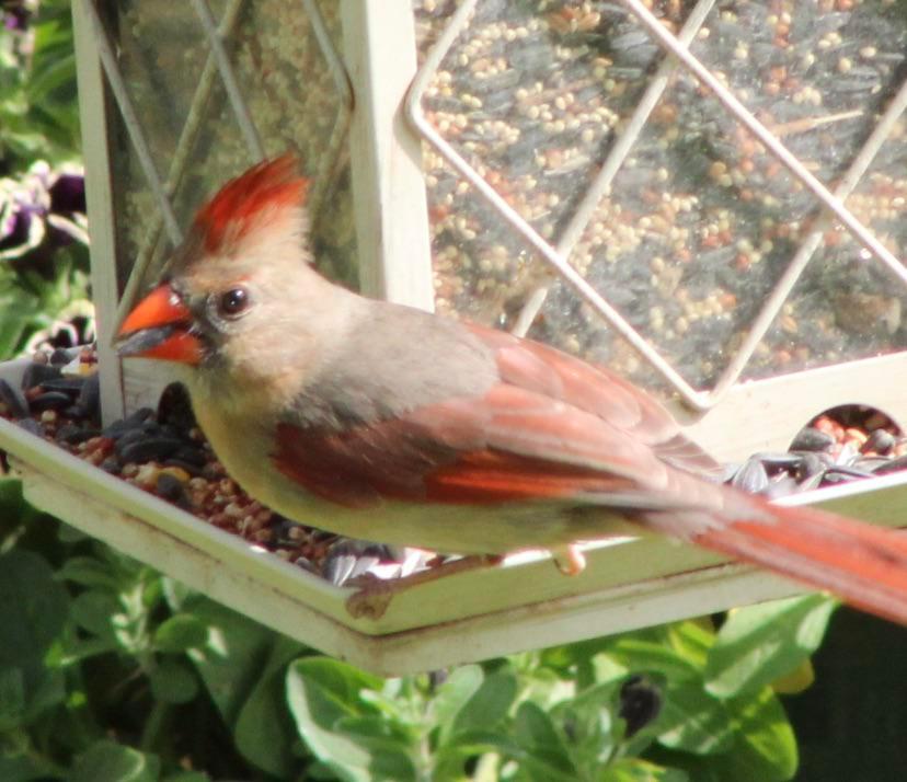 Female Cardinal today | Scrolller