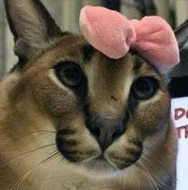 femboy floppa | Scrolller