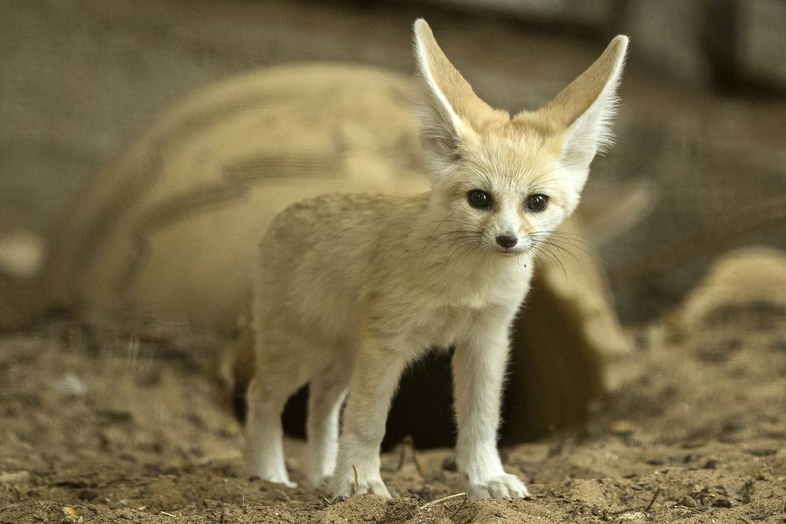Fennec fox cub | Scrolller
