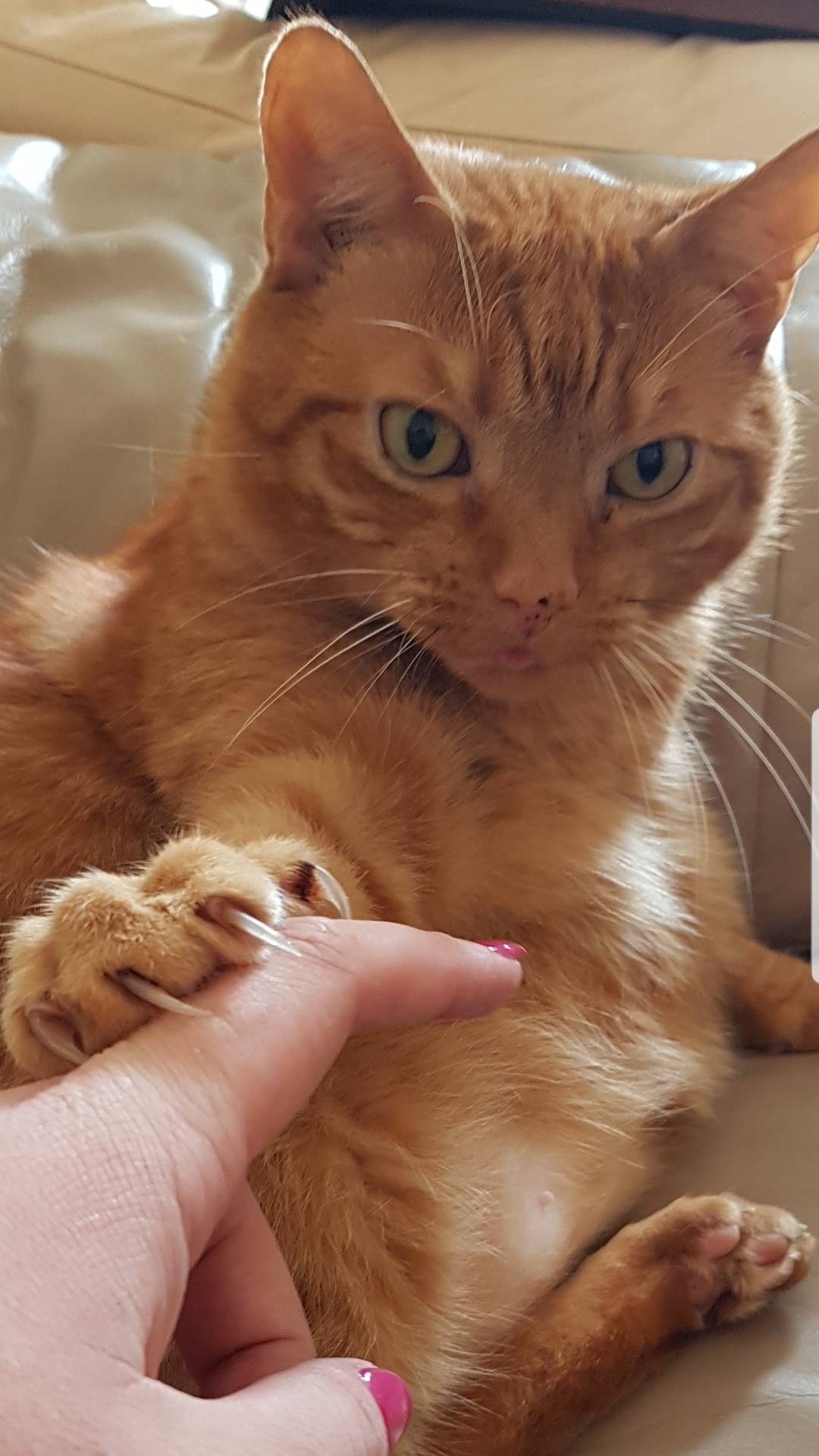 Fergus and his majestic murder mittens | Scrolller