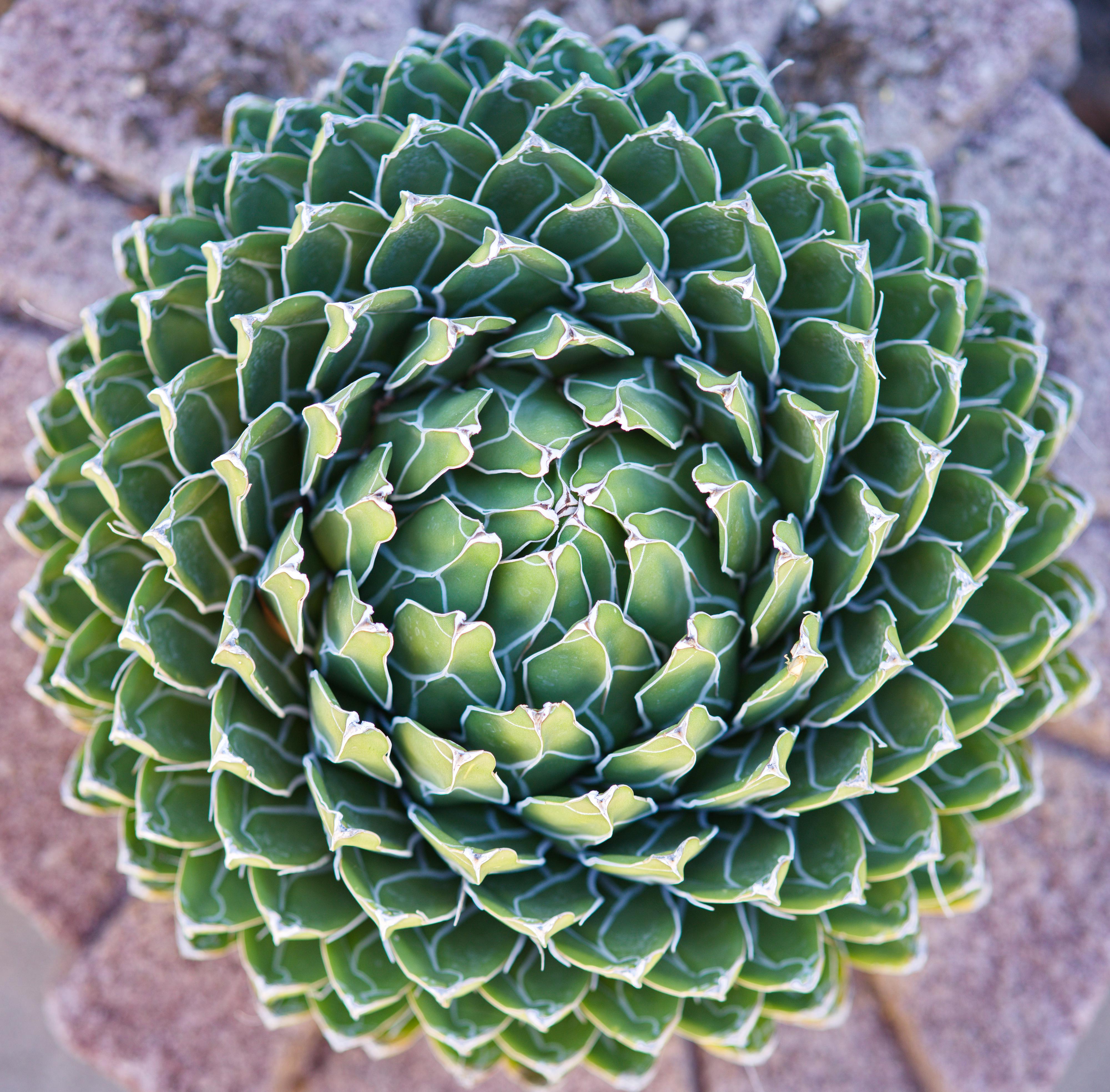 Fibonacci Succulent | Scrolller