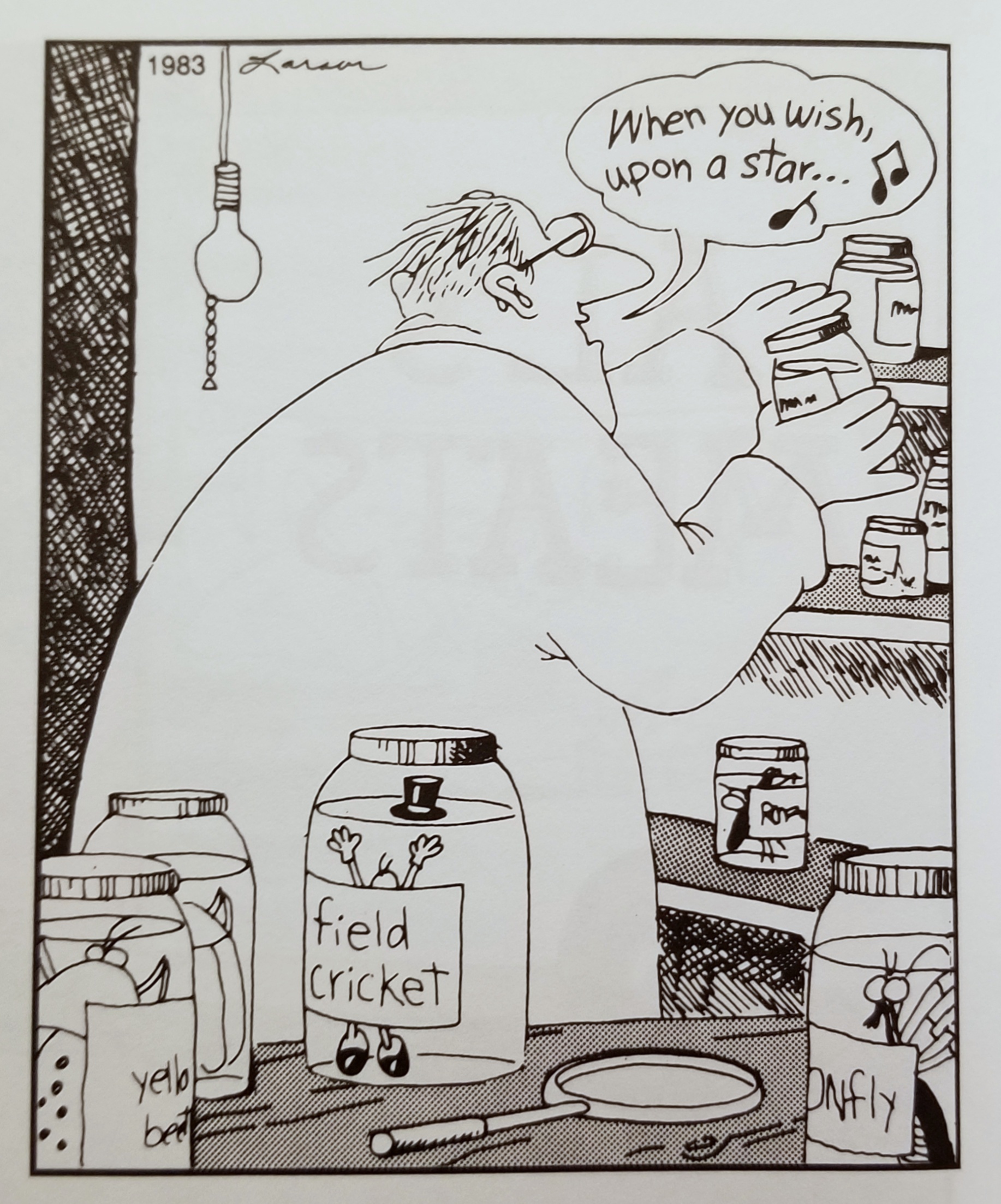 Field Cricket | Scrolller