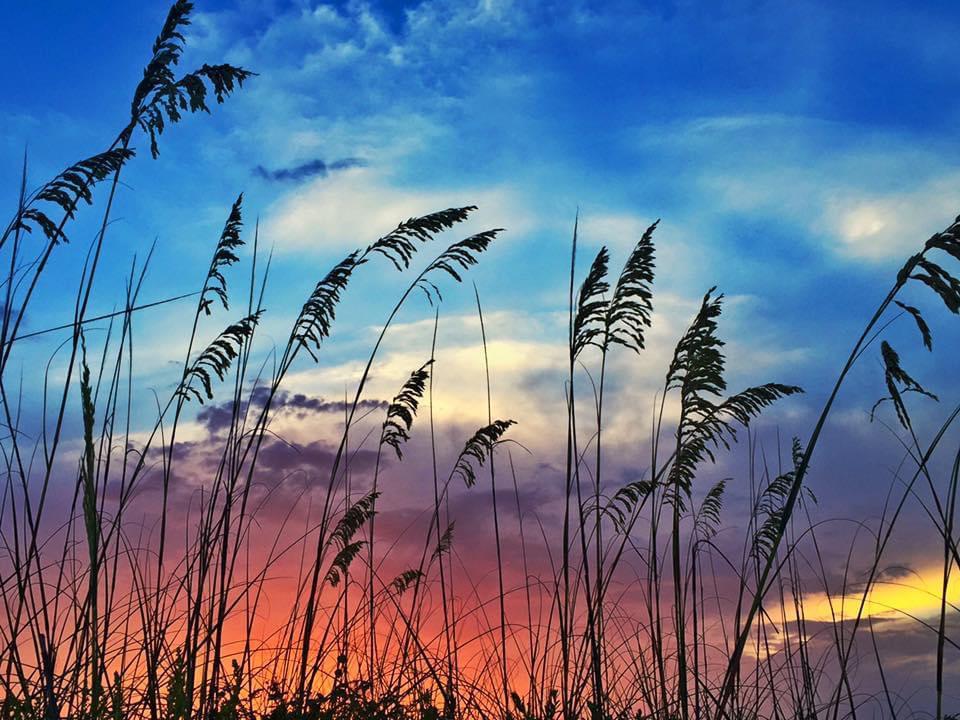 Fields of grain | Scrolller