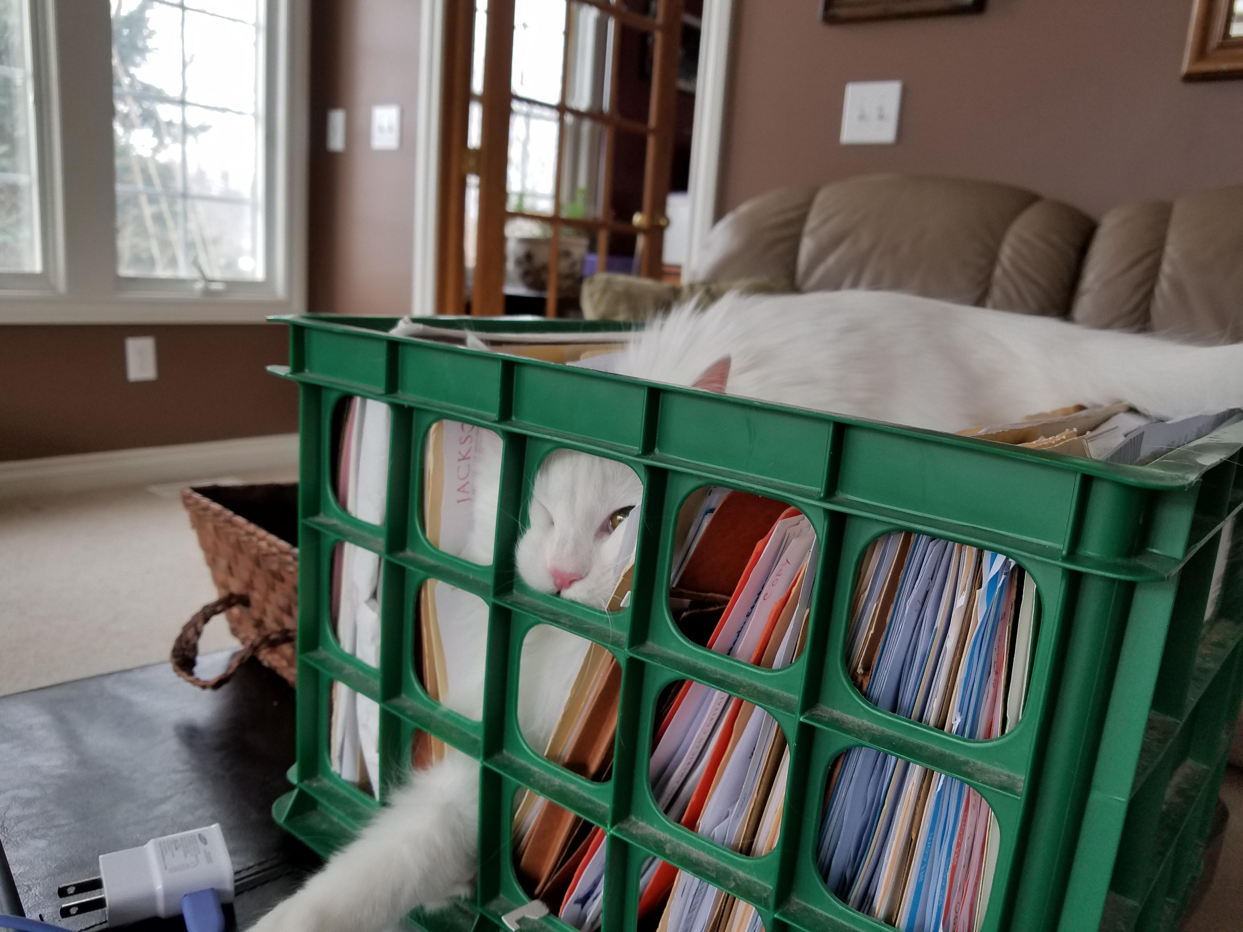 File under "s" for squished | Scrolller