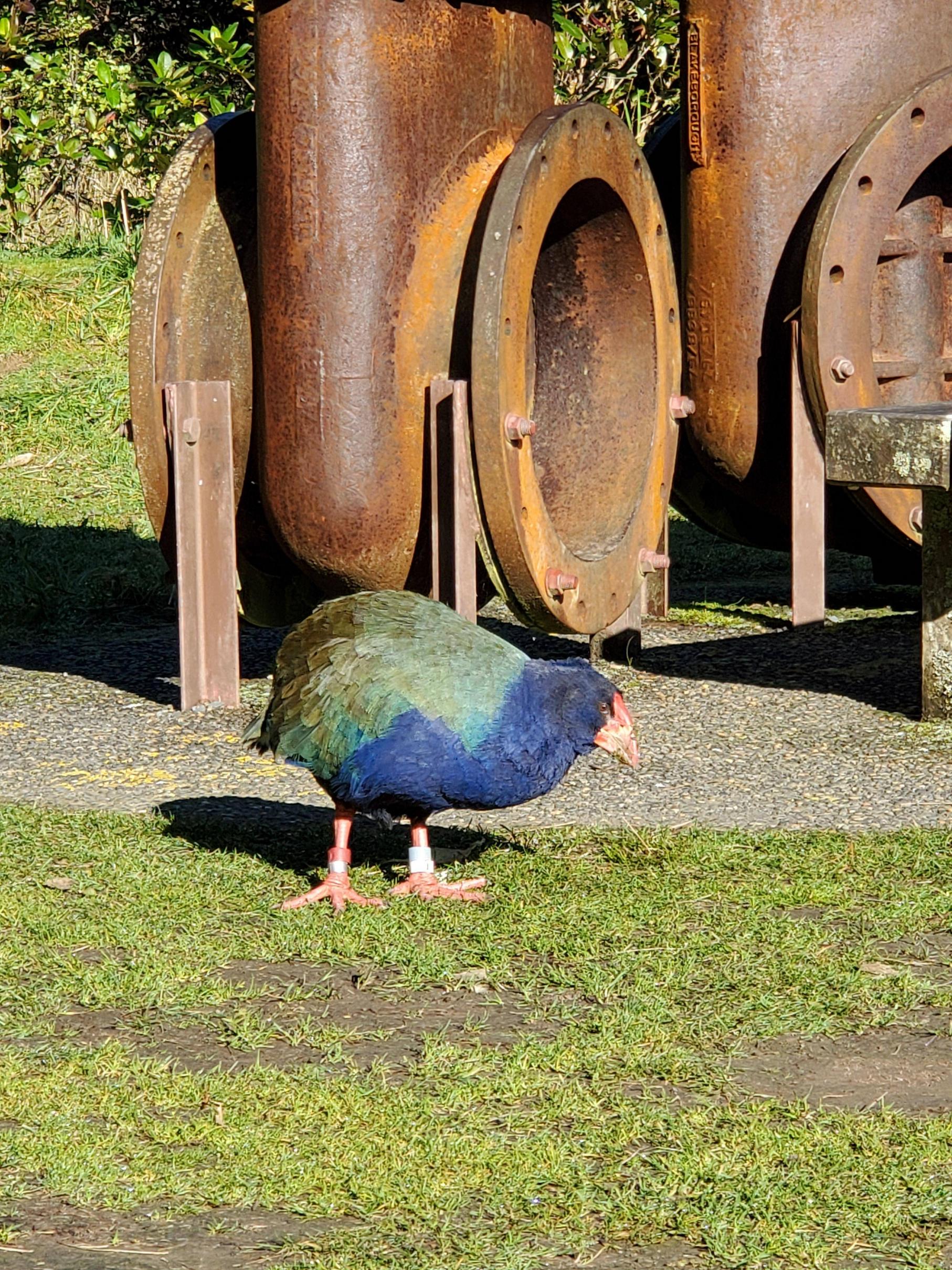 Finally got to see a legendary ROUND BOI | Scrolller