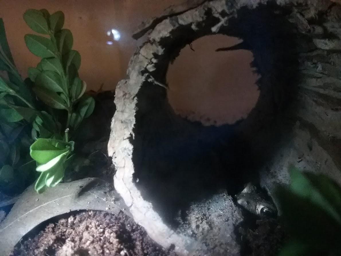 Find The Toad v2! | Scrolller