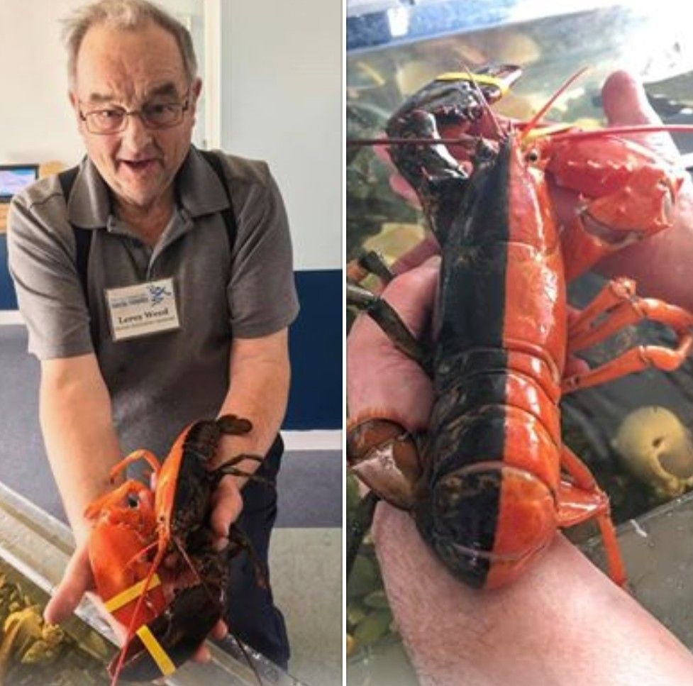 Finding a two toned lobster is a one in 50 million find. The unique color pattern is likely due ...
