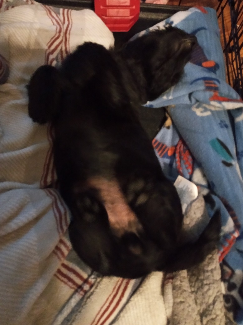 Finn has discovered maximum comfort! | Scrolller