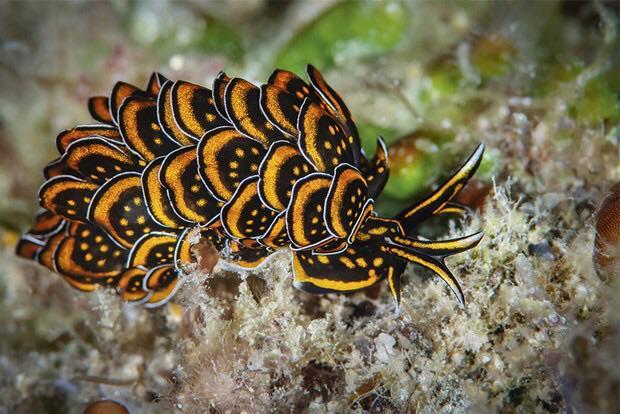 🔥 Fire sea slug showing its patterns🔥 | Scrolller